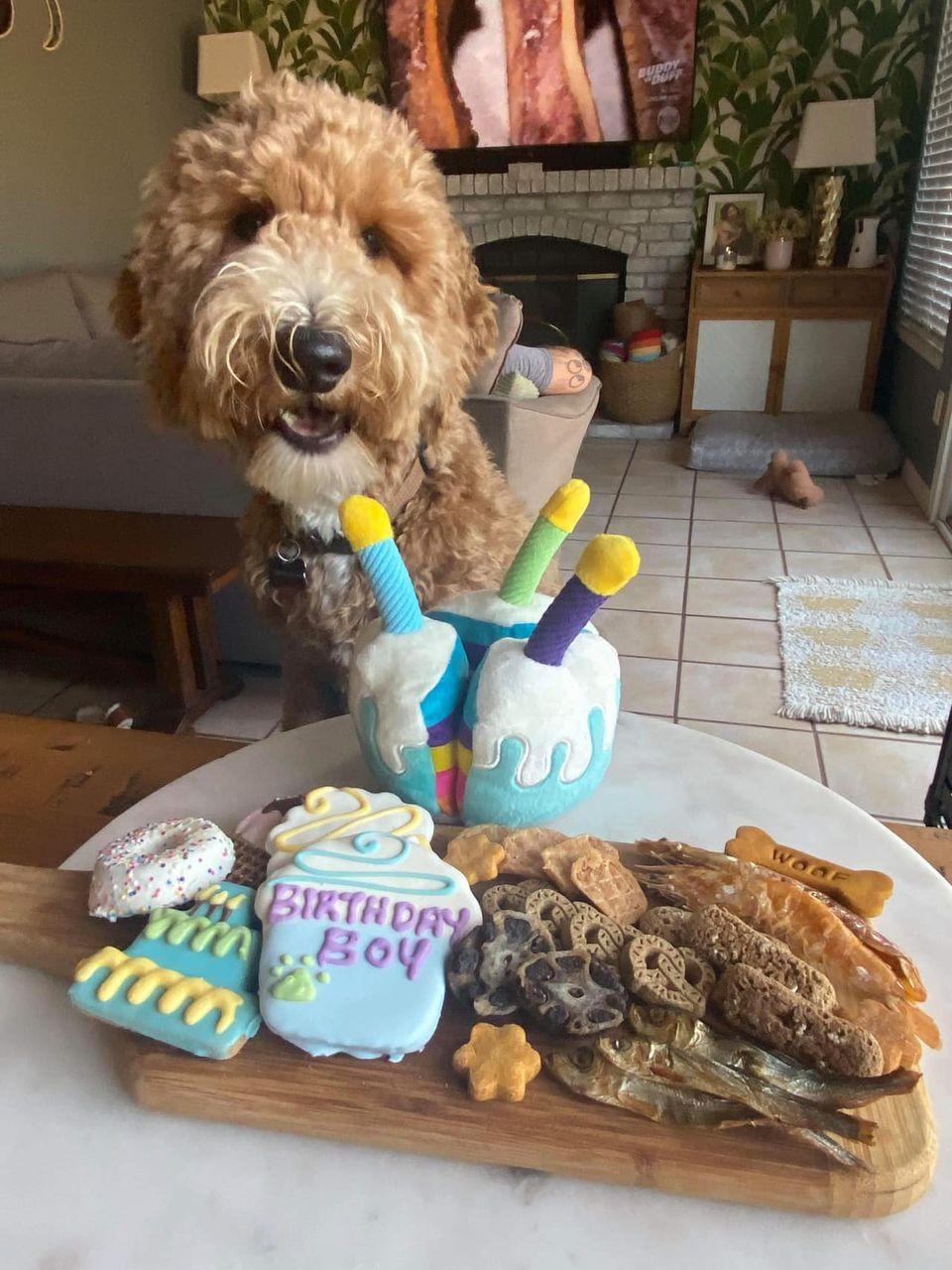 Lavish Doodles in California | Goldendoodle puppies | Good Dog