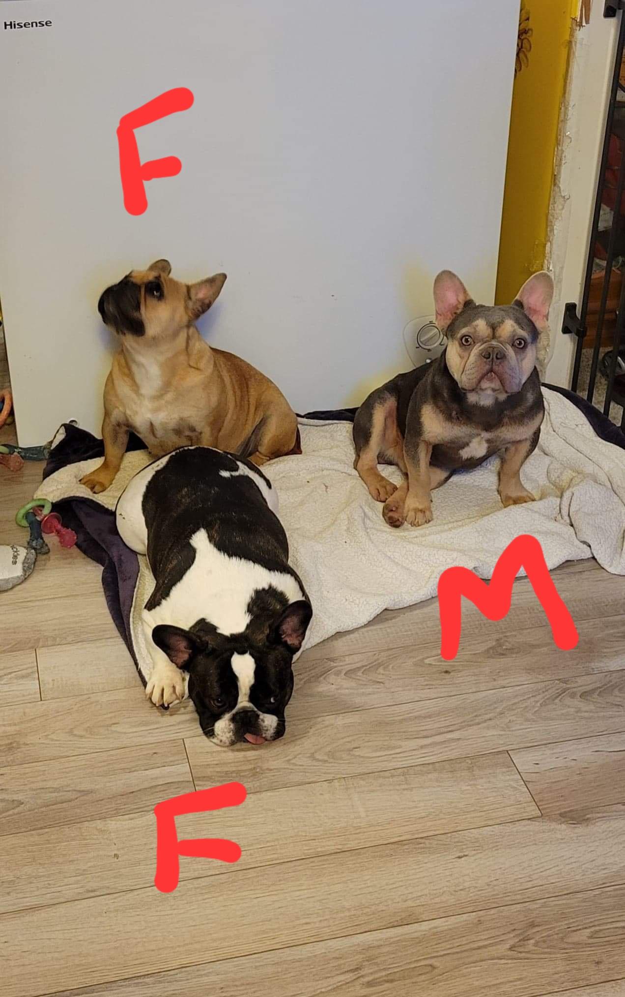 Triple J Frenchies in Pennsylvania | French Bulldog puppies | Good Dog