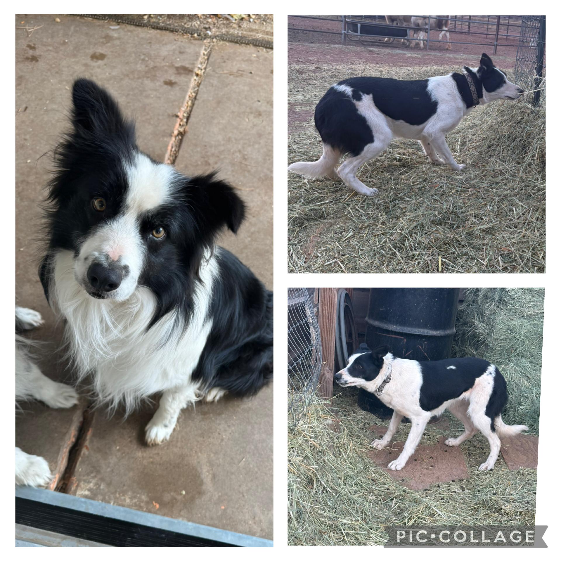 Vowell Farm Border Collies in Arizona | Border Collie puppies | Good Dog