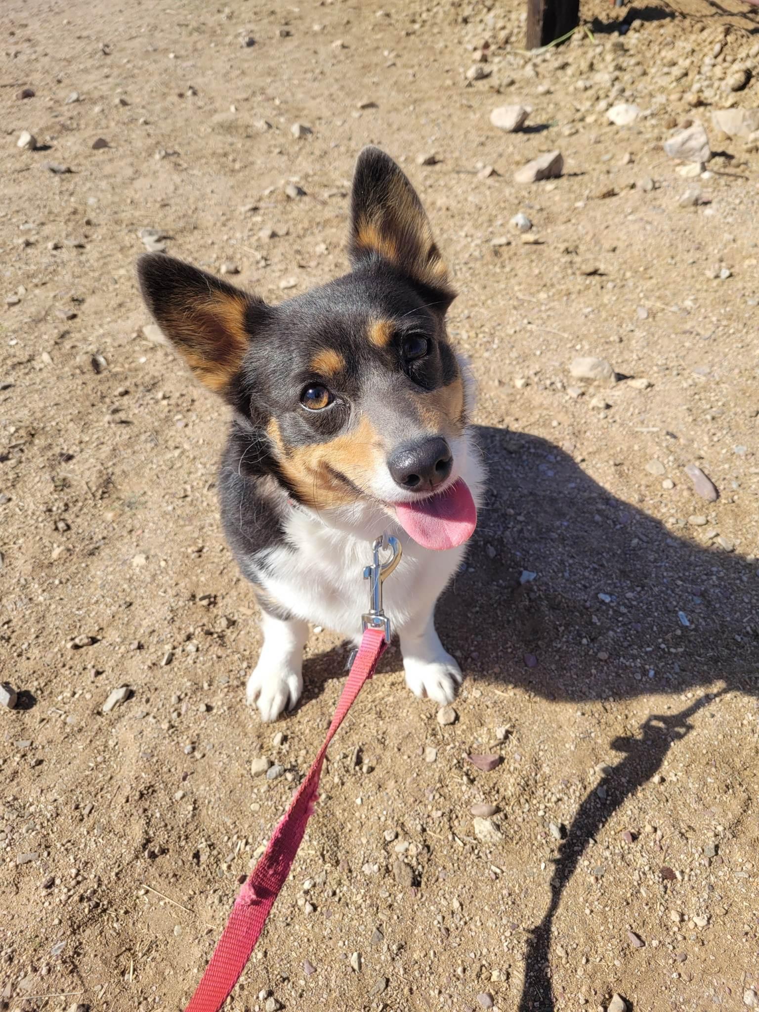 Little Reds Corgis in Arizona | Pembroke Welsh Corgi puppies | Good Dog