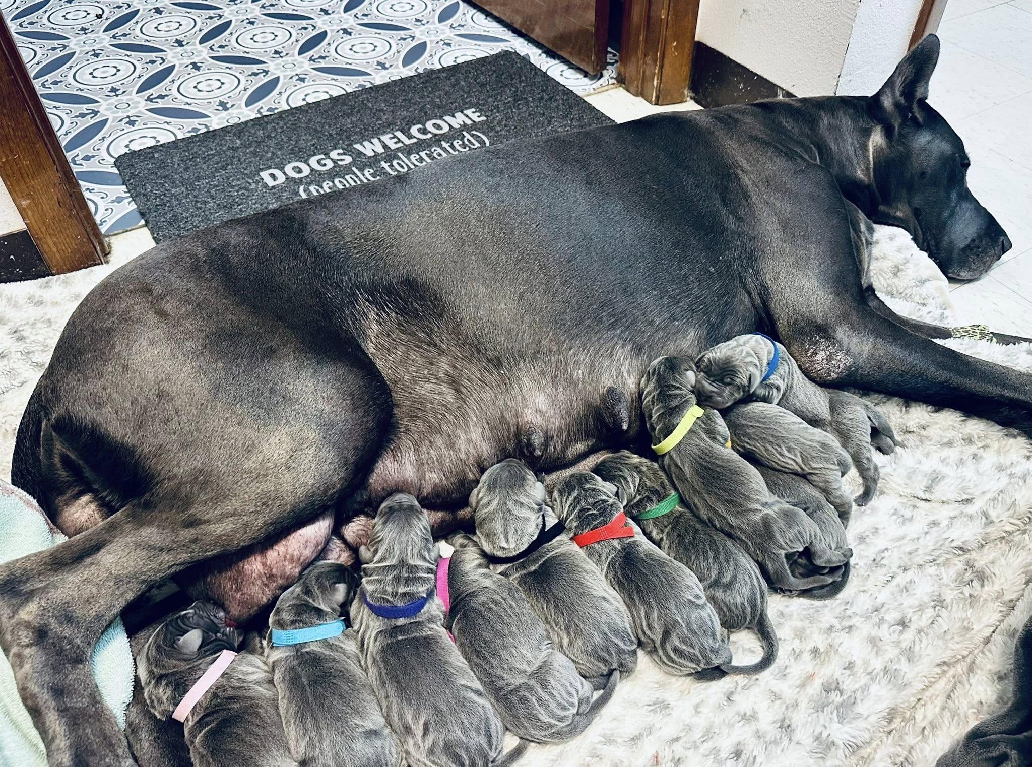 Ocean Blue Danes in Florida | Great Dane puppies | Good Dog