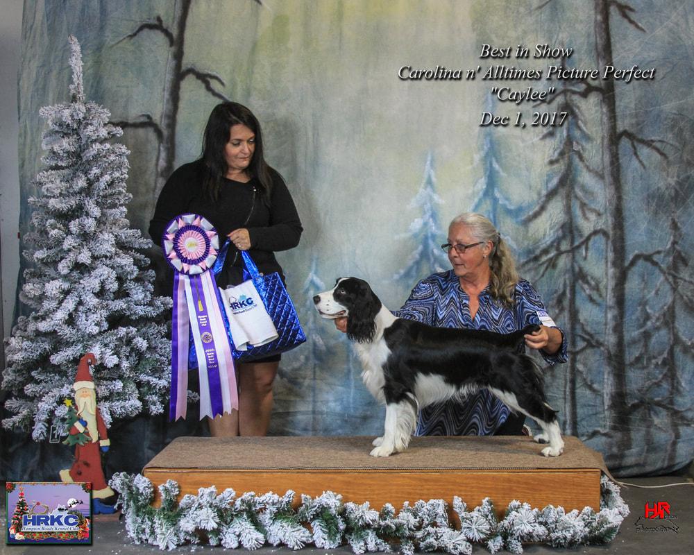 Carolina Kennels in North Carolina | English Springer Spaniel puppies ...