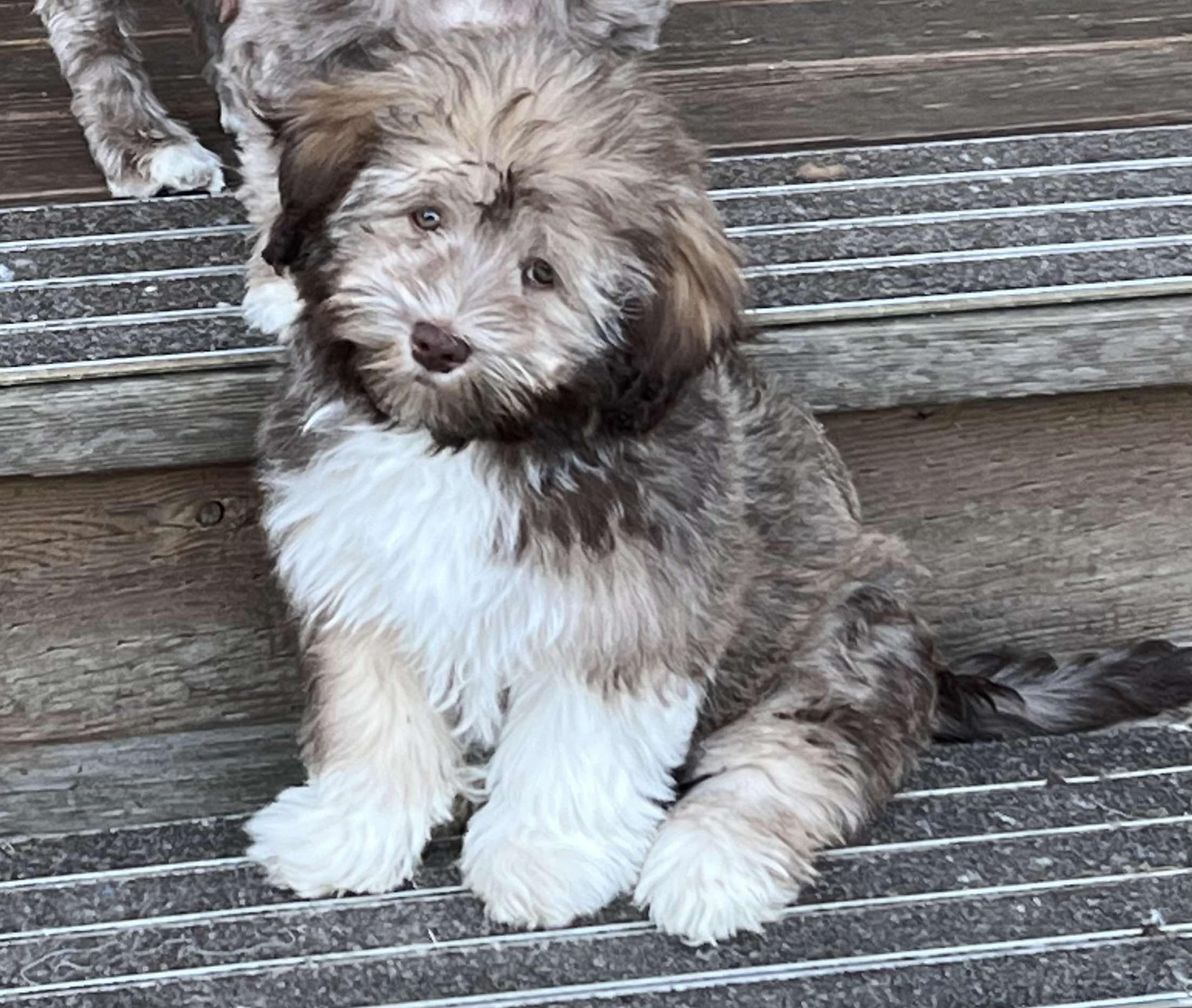Havanese With Love Breeding Co. in Washington | Havanese and Havapoo puppies | Good Dog
