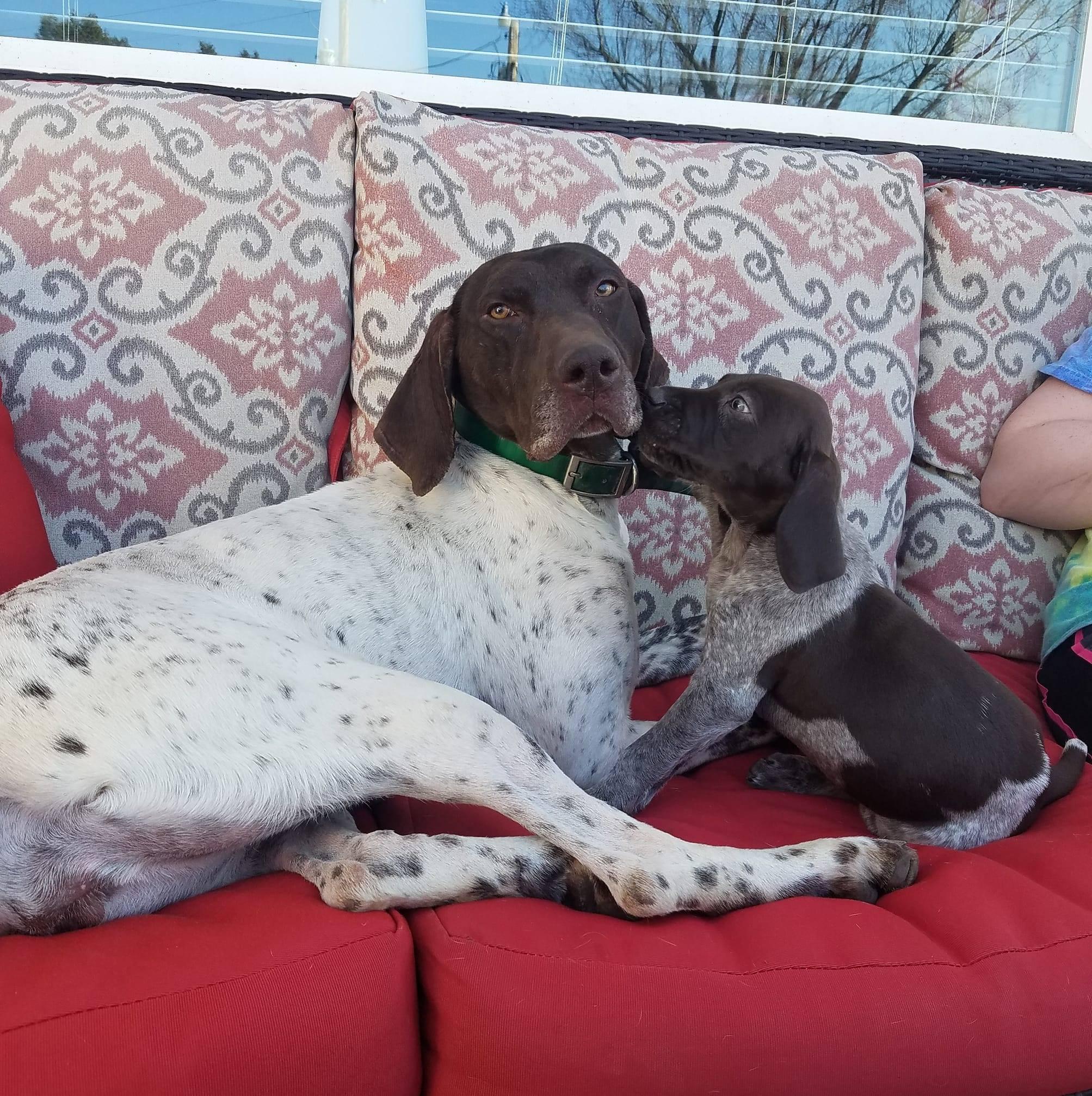 Stolee GSP'S in Iowa | German Shorthaired Pointer puppies | Good Dog