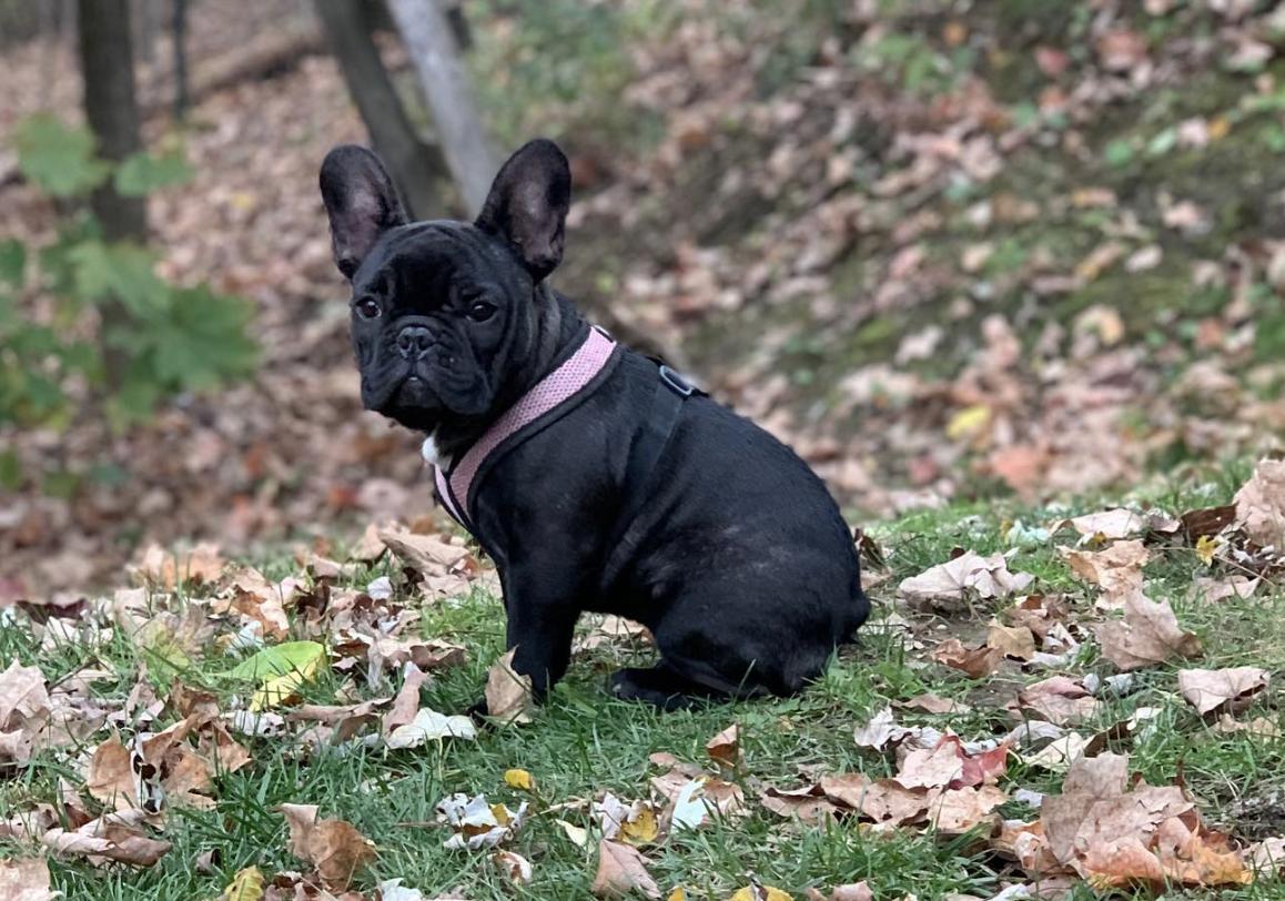 Everlasting in Massachusetts | French Bulldog puppies | Good Dog