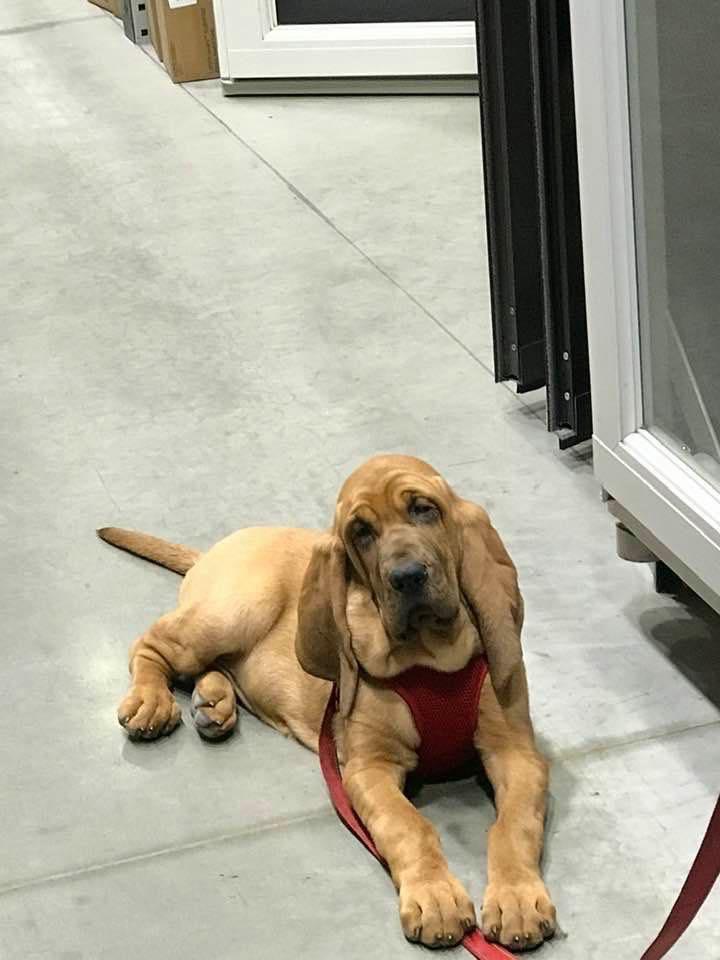 K Creek Farms in Indiana | Bloodhound puppies | Good Dog
