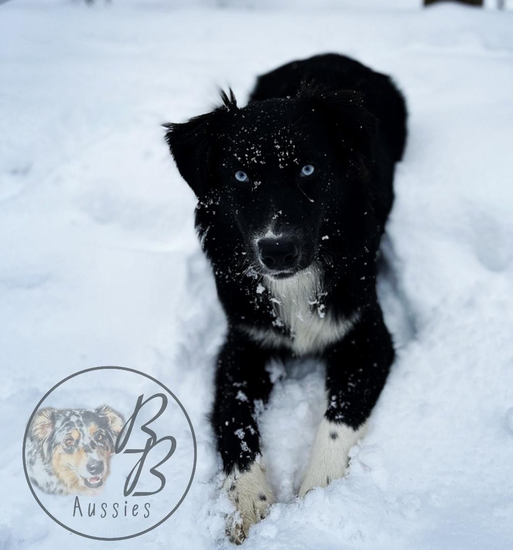Double B Aussies in New York | Australian Shepherd puppies | Good Dog
