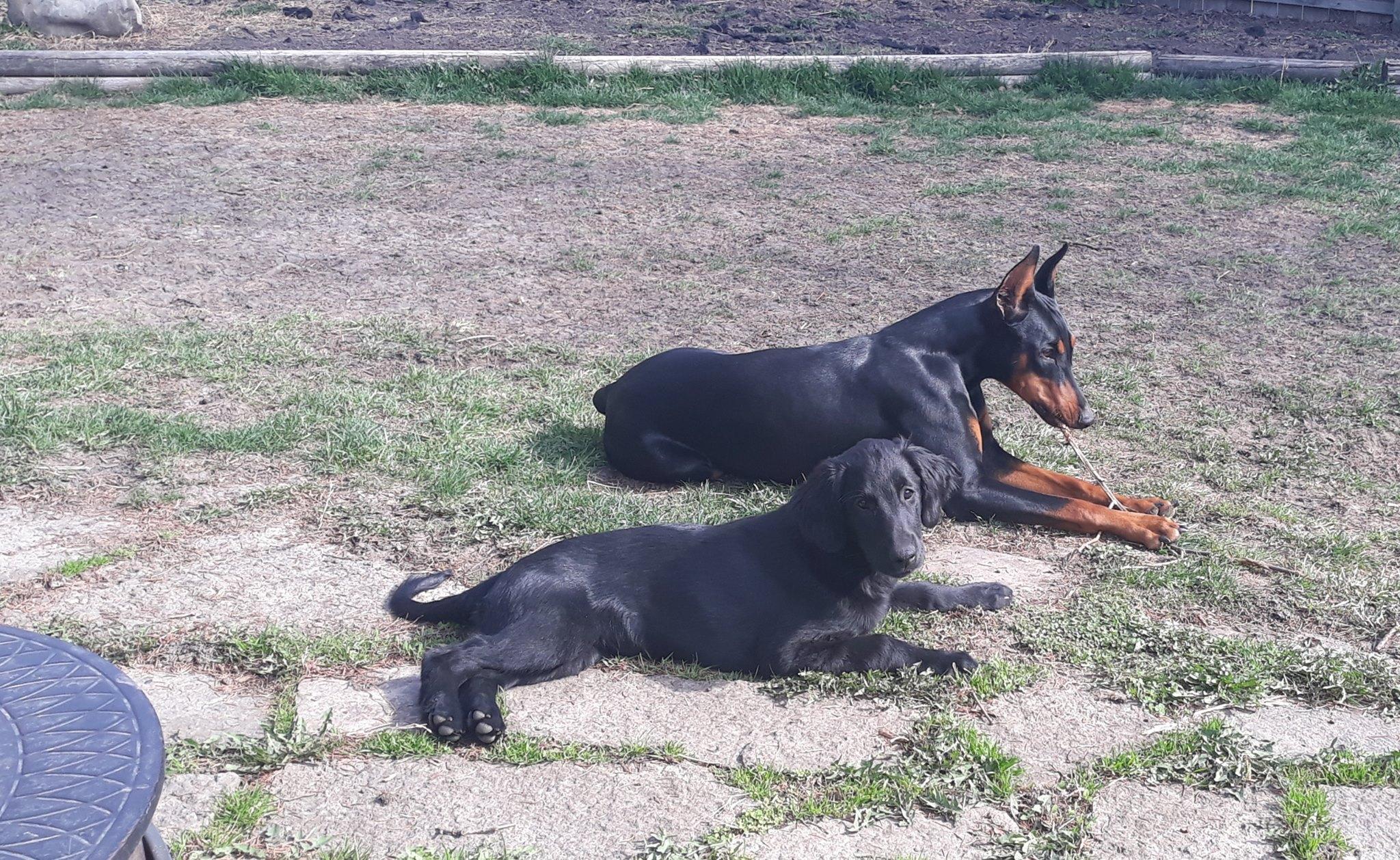 Creekwood Kennel in Illinois | Doberman Pinscher, Flat-Coated Retriever ...