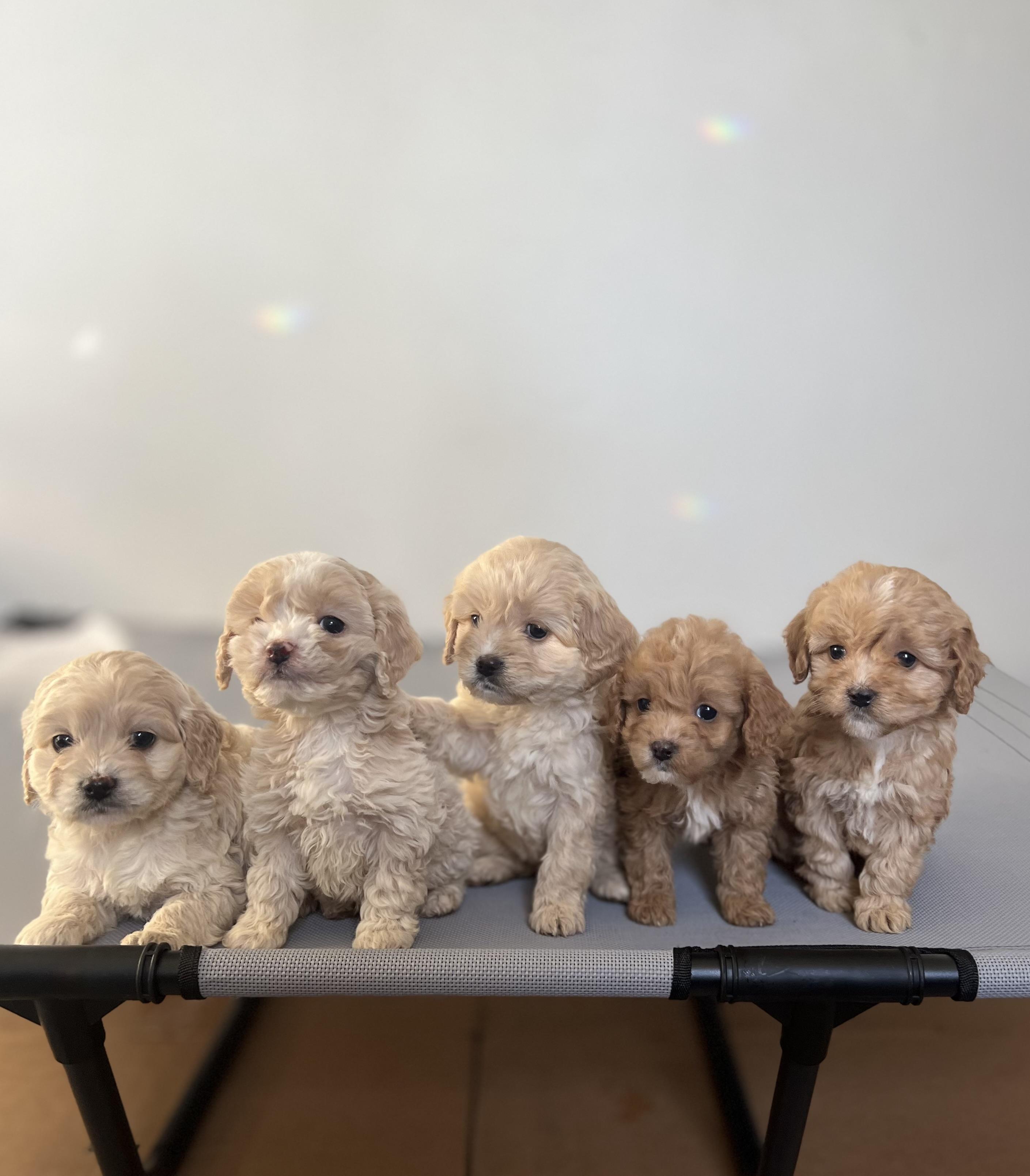 East St. Poodles & Doodles in Missouri | Cockapoo and Poodle puppies ...