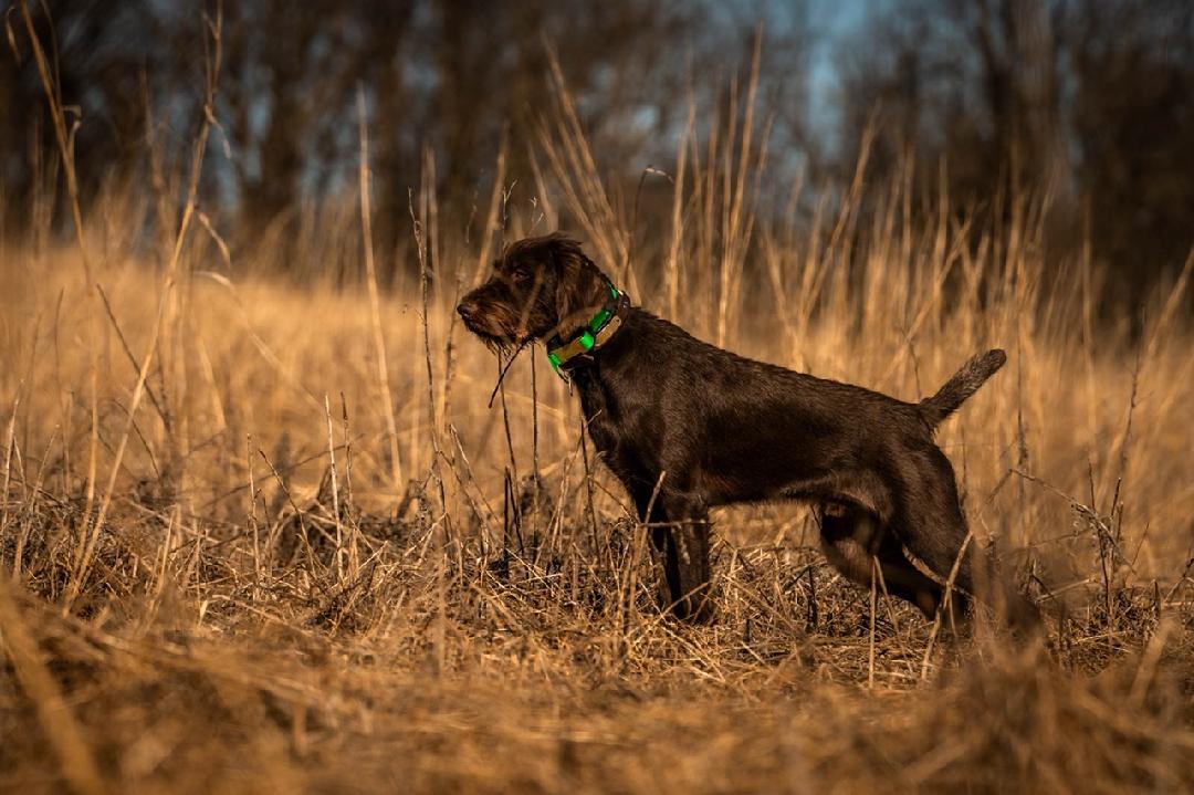 Brookeside Pudelpointers in Maryland | Pudelpointer puppies | Good Dog