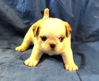 Schuster's Pups in Pennsylvania | Companion Cross puppies | Good Dog