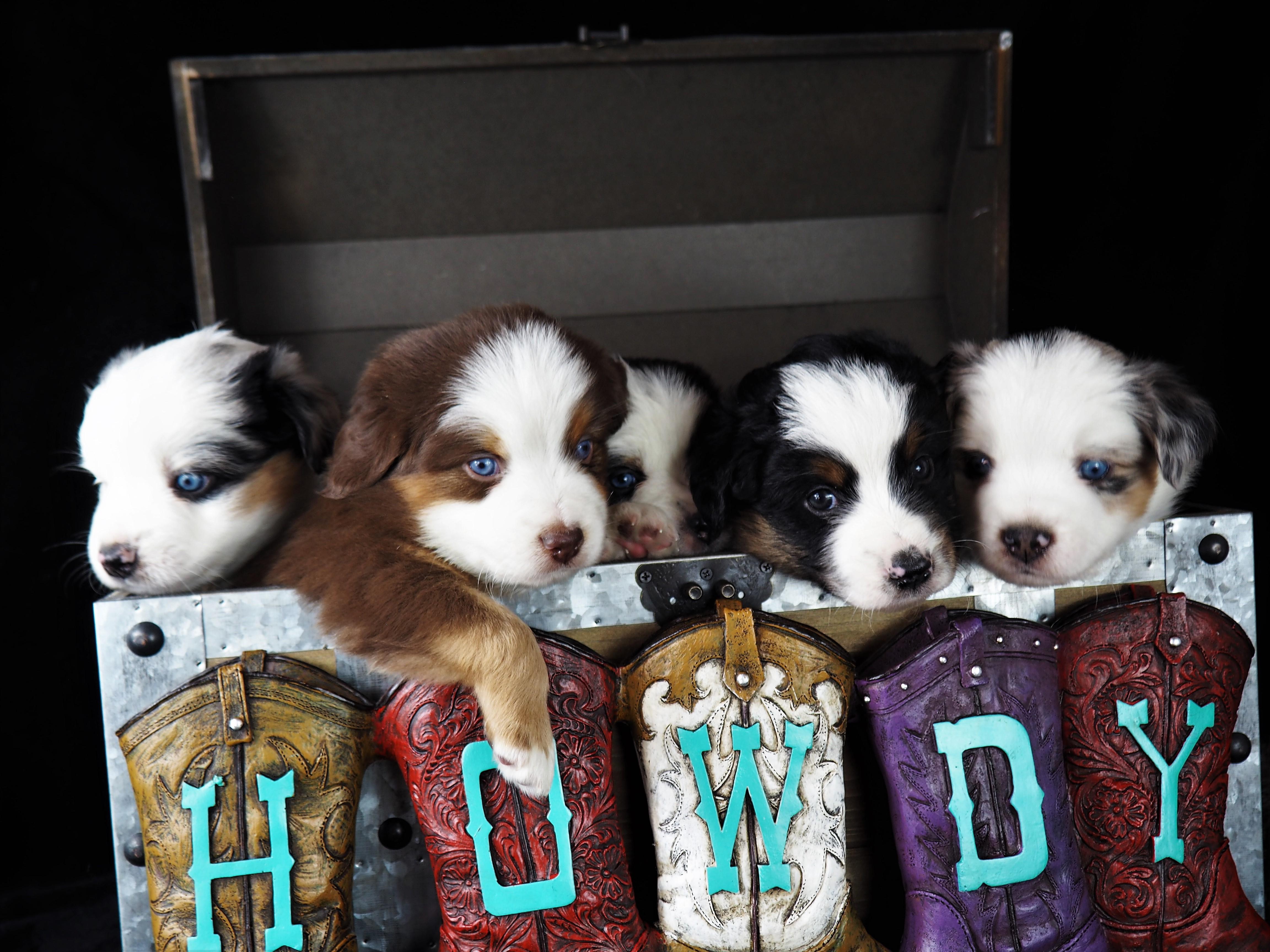 Mini Aussie Tails in Colorado | Miniature Australian Shepherd puppies ...