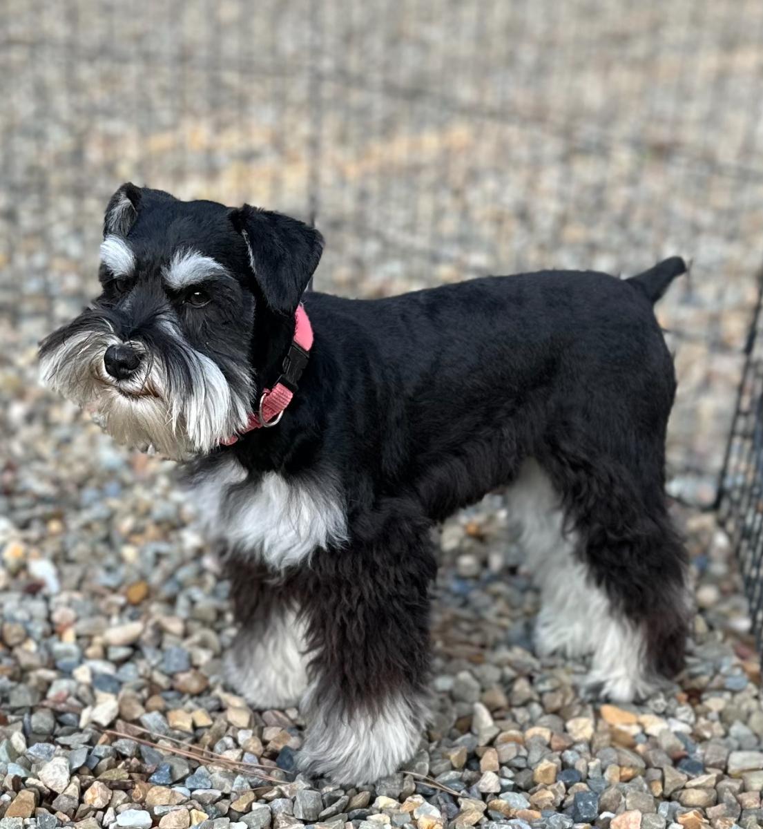 Beards N Bows Mini Schnauzers in Texas | Miniature Schnauzer puppies ...