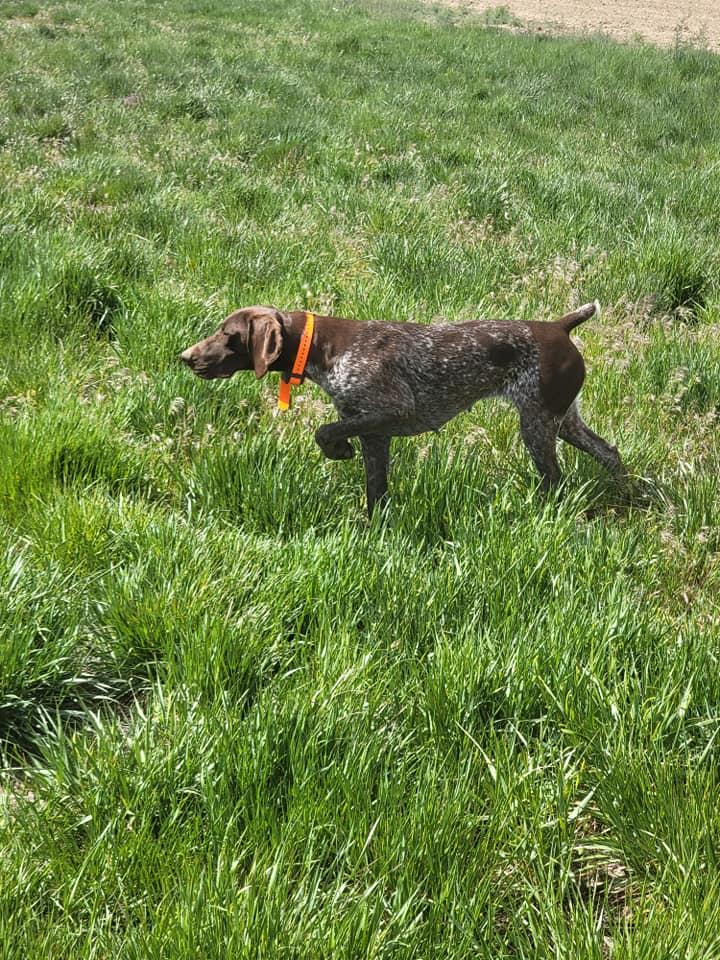 Kreger Lake Kennels in Washington | German Shorthaired Pointer and ...