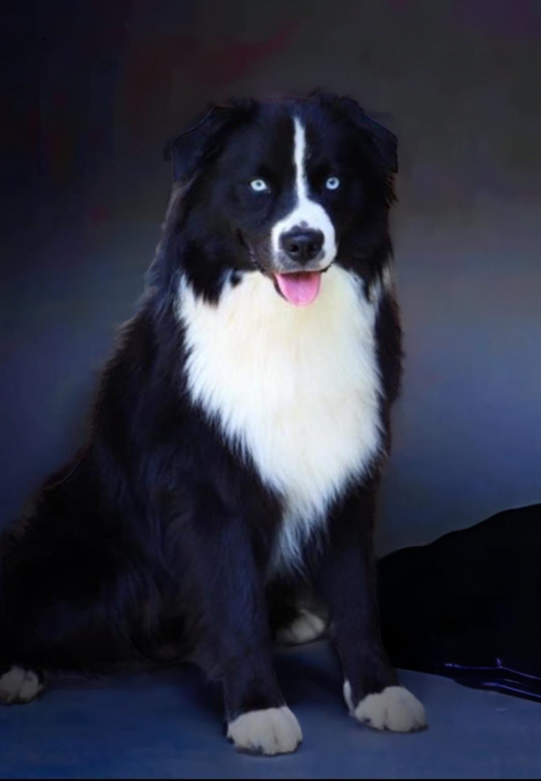 God’s Little Aussies in Texas | Australian Shepherd, Miniature ...