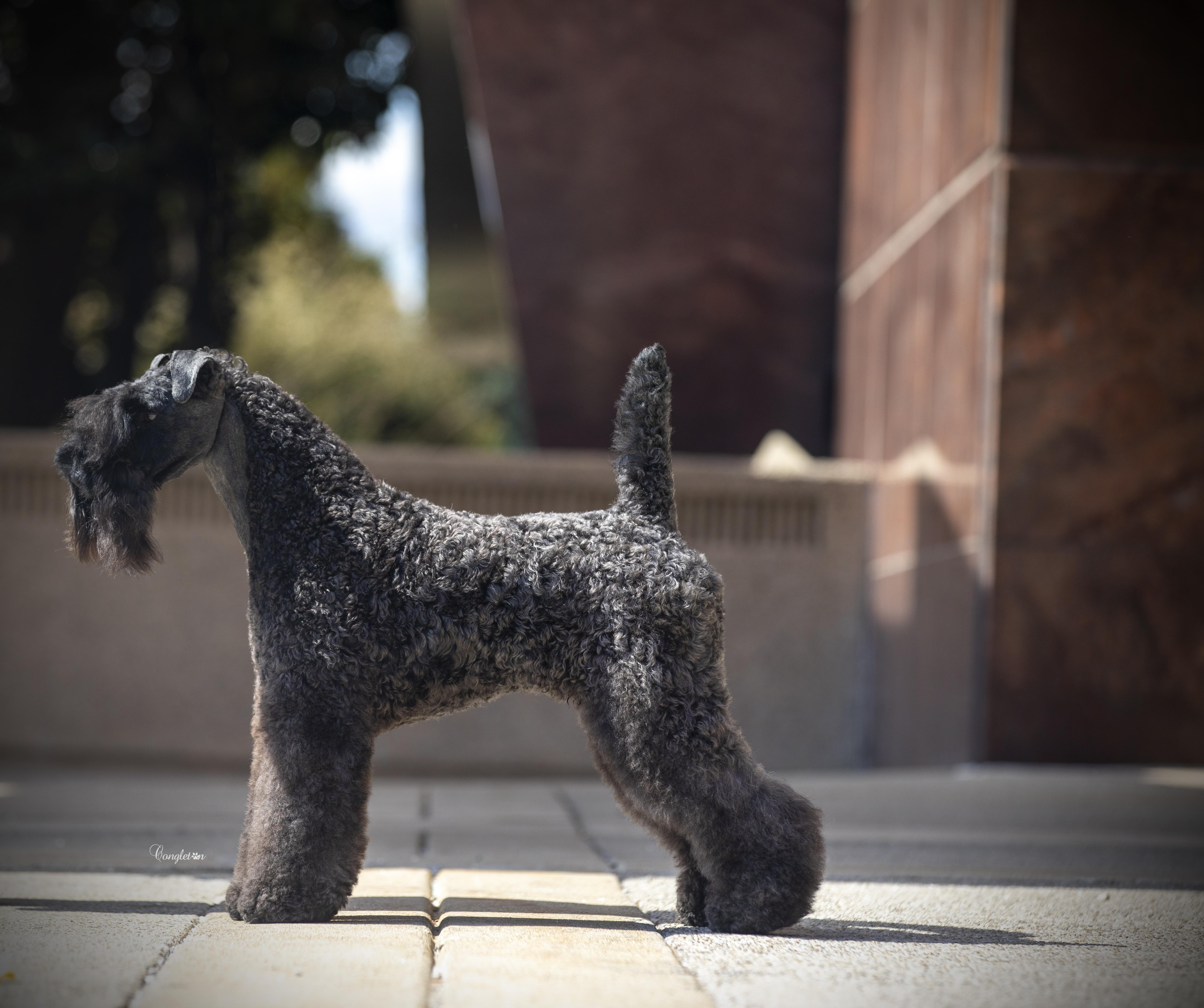 Lighthouse Kerry Blue Terriers in Arizona | Kerry Blue Terrier puppies ...