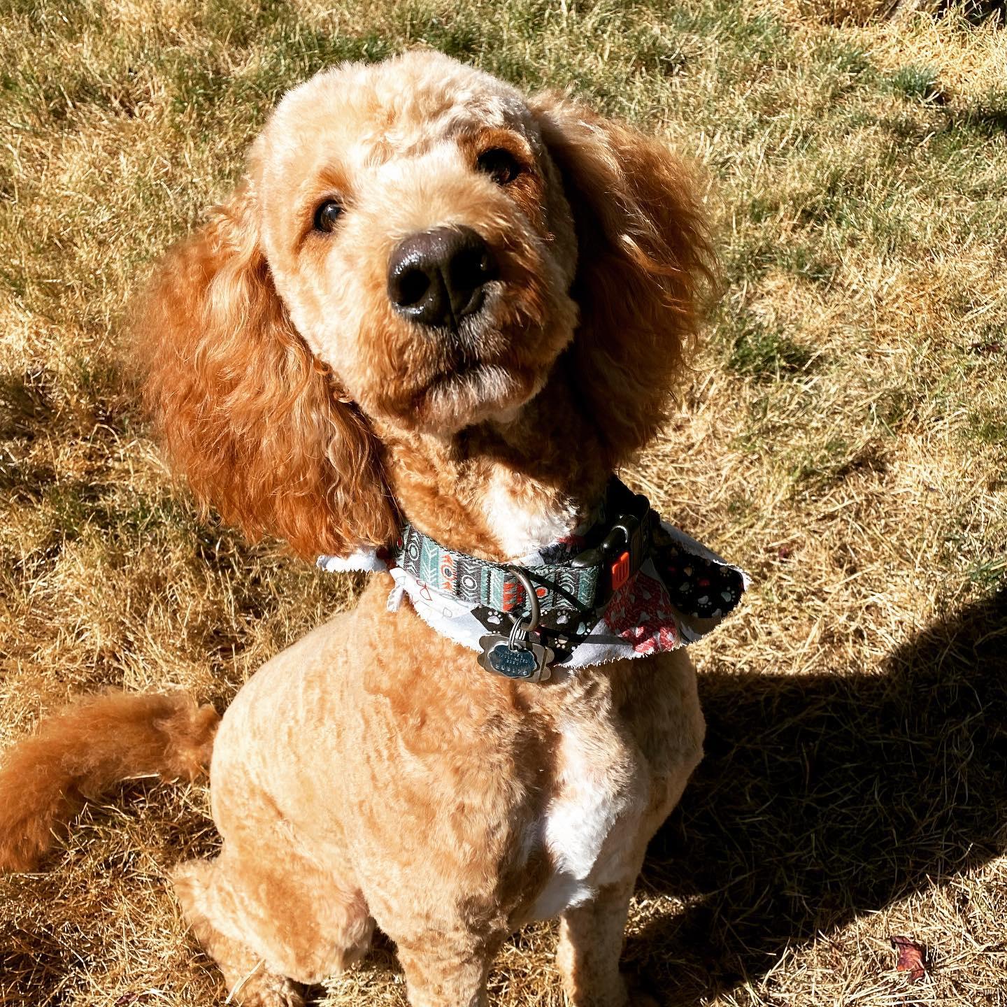 Doodley Doodles in Florida | Goldendoodle puppies | Good Dog