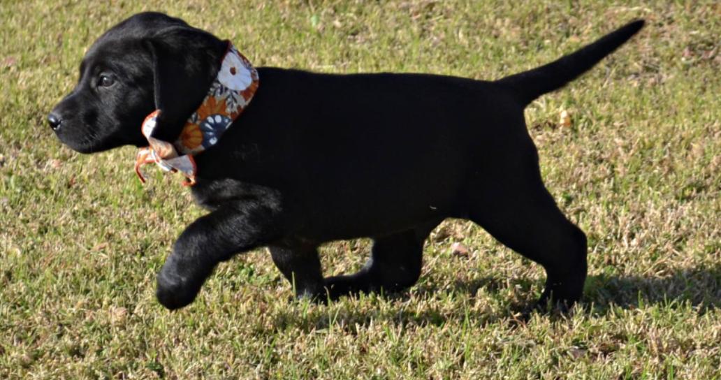 Sterling J Labradors in Texas | Labrador Retriever and Dilute Retriever ...