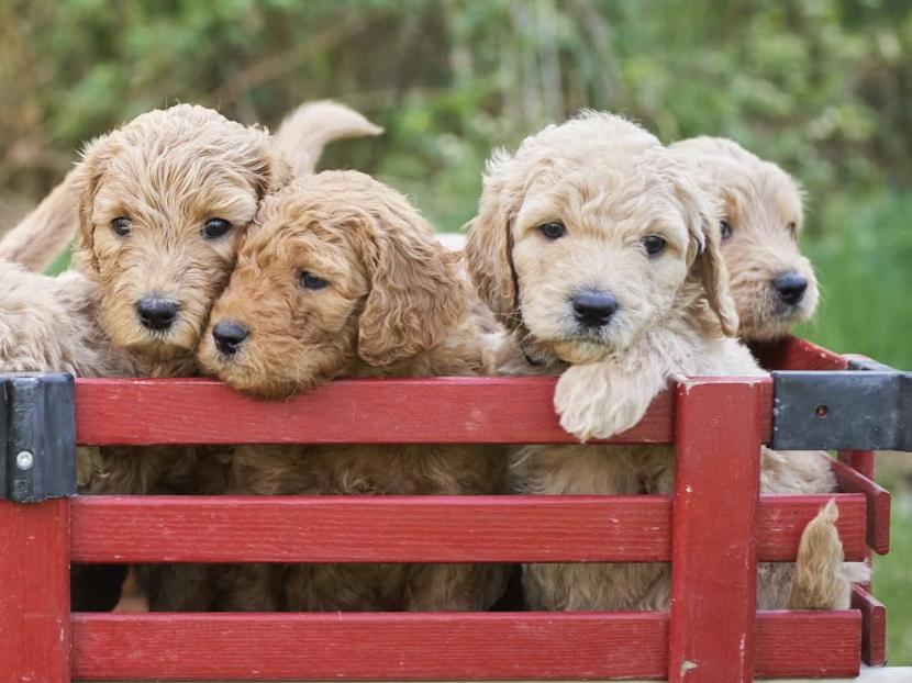 Anderson Goldendoodles in Washington | Goldendoodle puppies | Good Dog