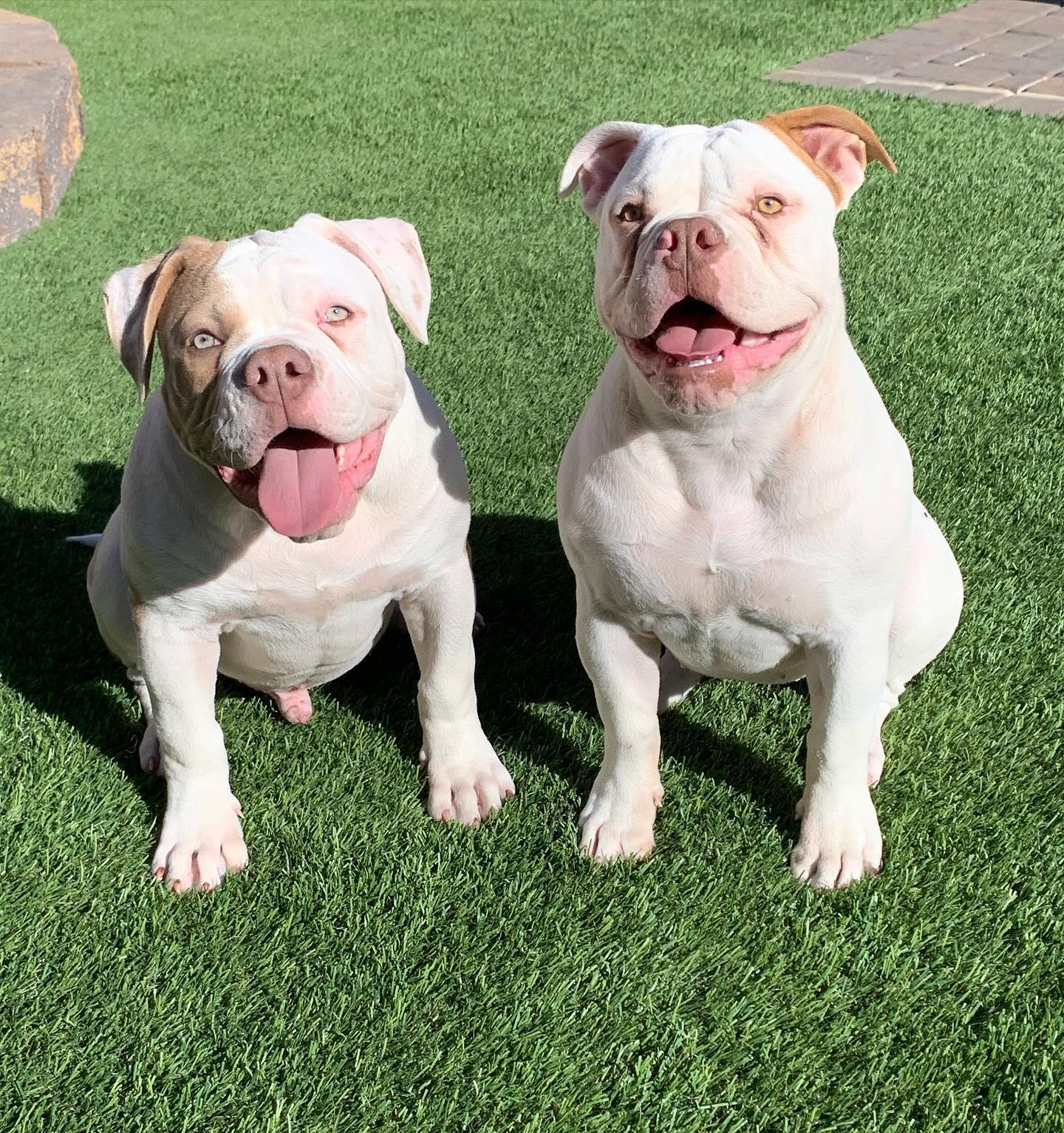 Sirline Bulldogs in Nevada | American Bulldog puppies | Good Dog