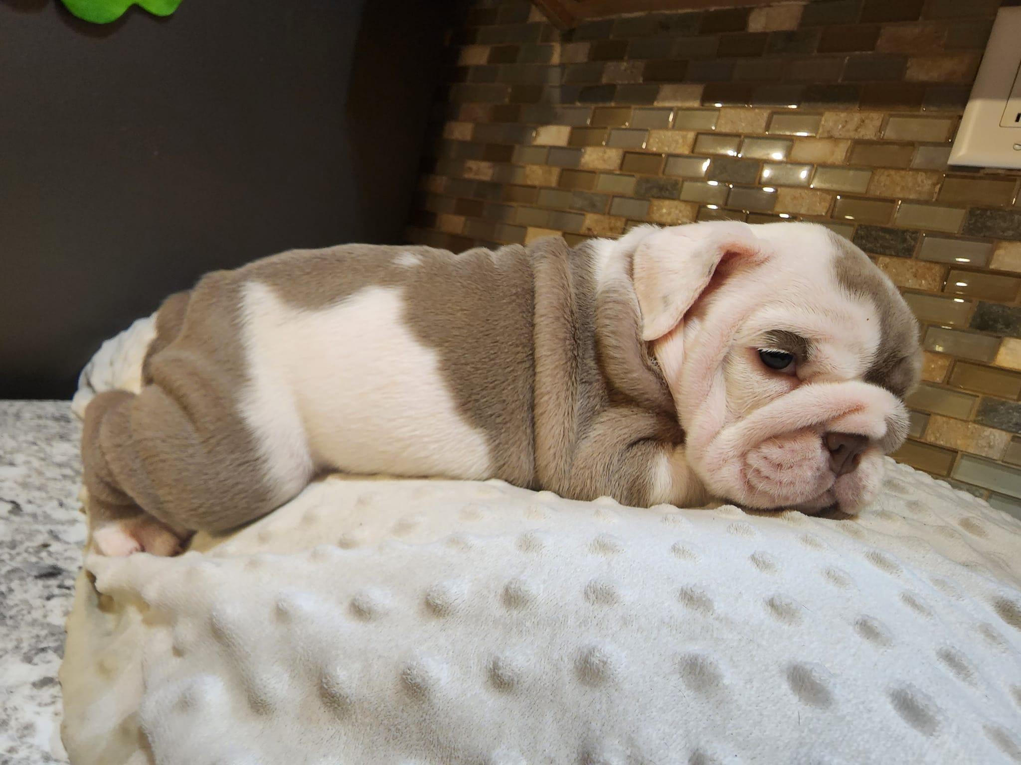 Mindy's Bulldogs in Indiana | Bulldog puppies | Good Dog