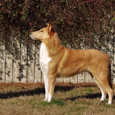 Vintage Collies in Virginia | Collie puppies | Good Dog