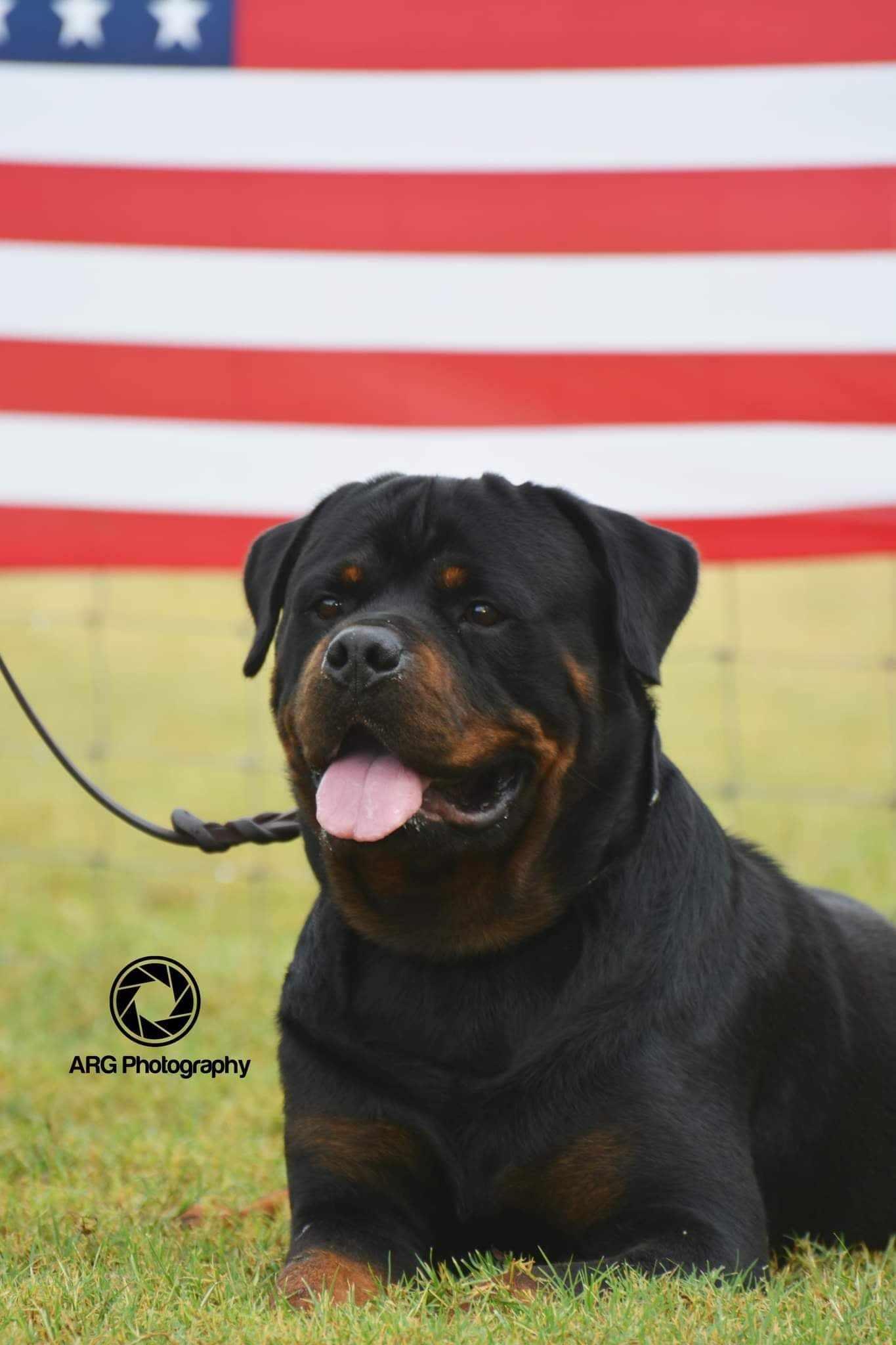 Hicks Farms Rottweilers in Texas | Rottweiler puppies | Good Dog