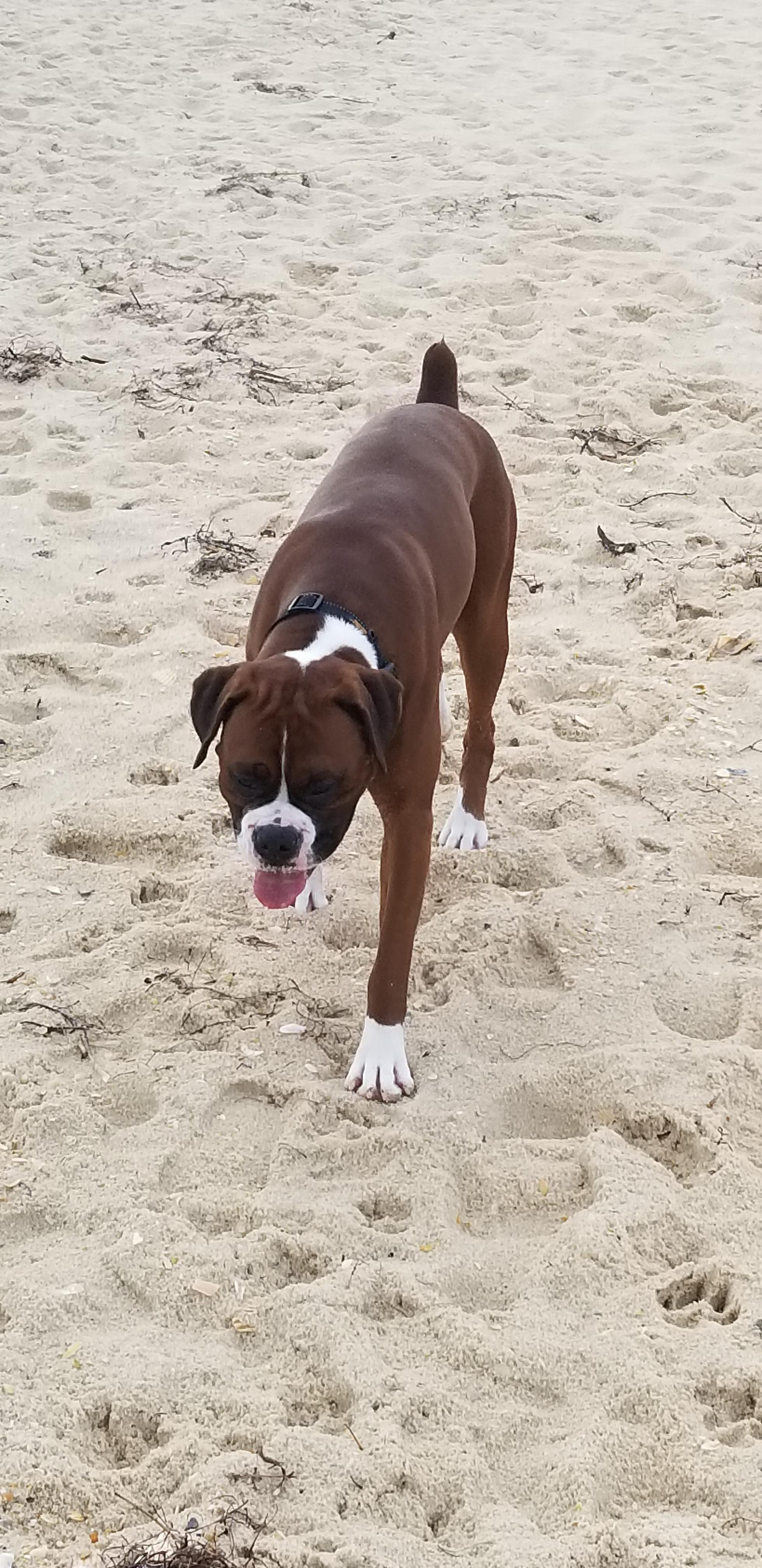 Evers Boxers of Temple in Georgia | Boxer puppies | Good Dog