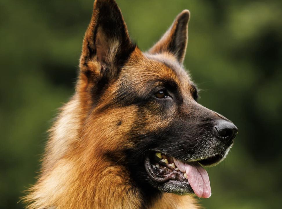 Vom Goodchris German Shepherds in Pennsylvania | German Shepherd ...