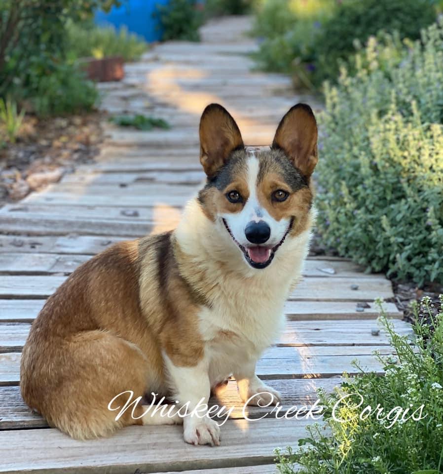 Whiskey Creek Corgis in Oklahoma | Pembroke Welsh Corgi puppies | Good Dog