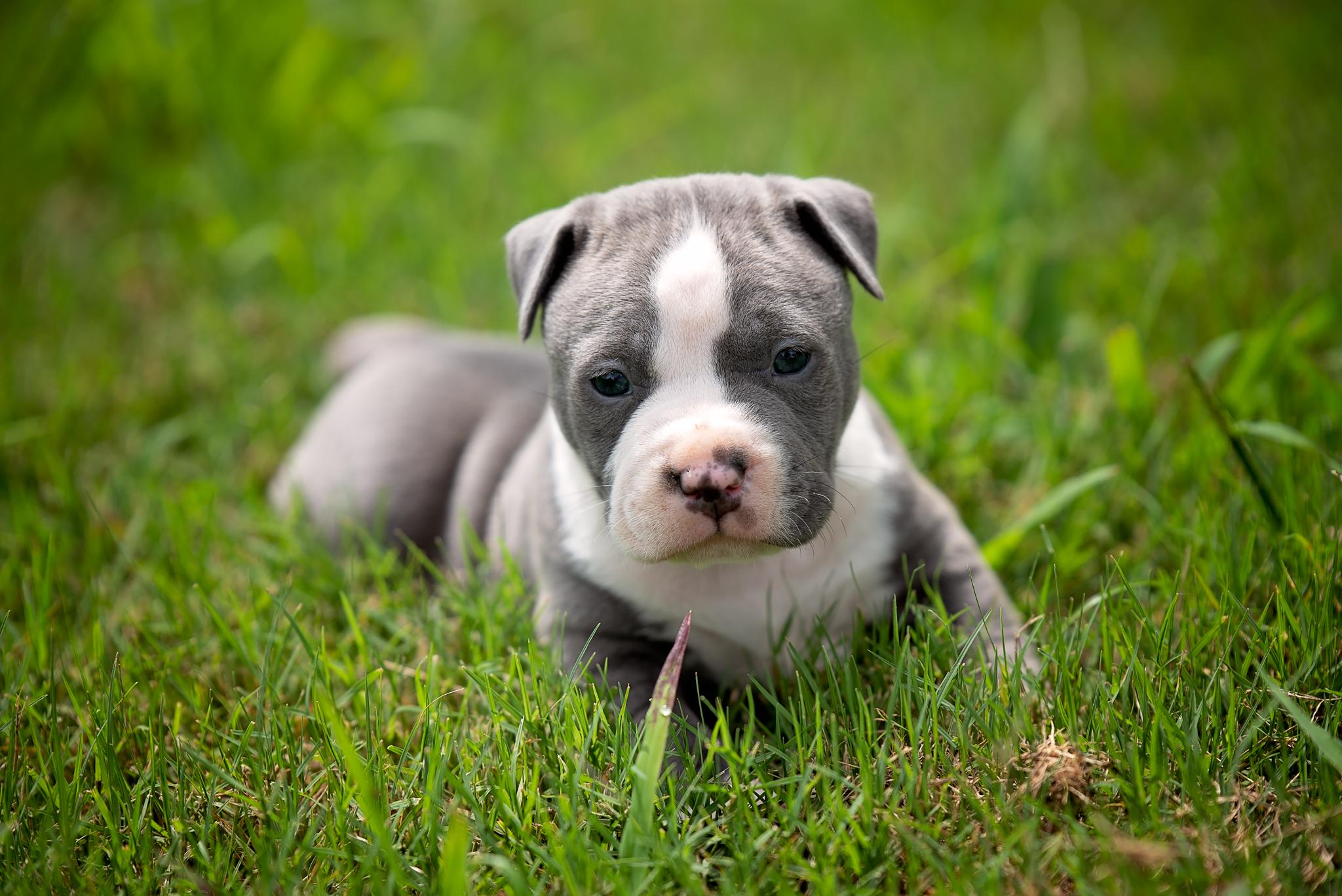 Ynez Kennels in Georgia | American Hairless Terrier and American ...