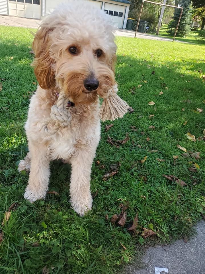 Dancing Mini Doodles in Wisconsin | Goldendoodle puppies | Good Dog