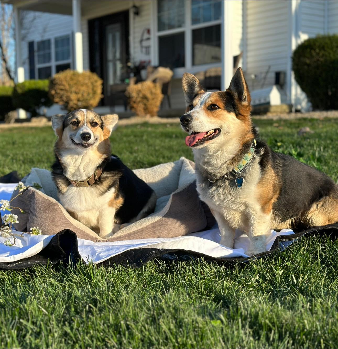 Manning Family Farm in Indiana | Pembroke Welsh Corgi puppies | Good Dog
