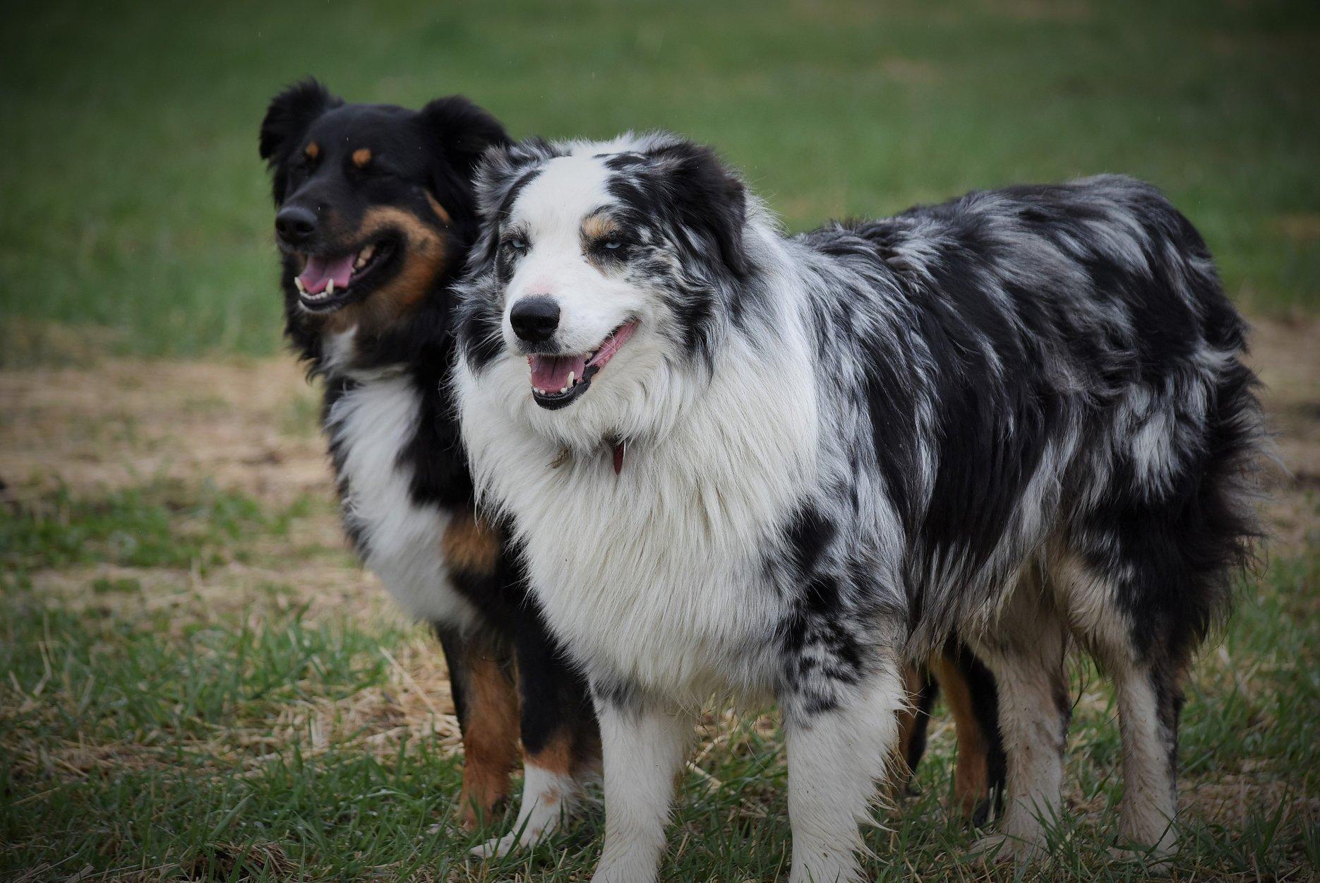 RanchHauss Aussies in Montana | Australian Shepherd puppies | Good Dog