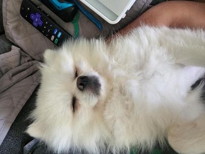 Yuna's Pomsky in Minnesota | Pomsky puppies | Good Dog