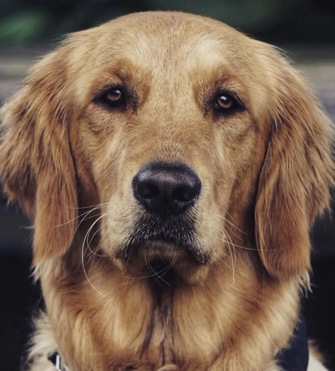 Deseret Peak Goldens in Utah | Golden Retriever puppies | Good Dog