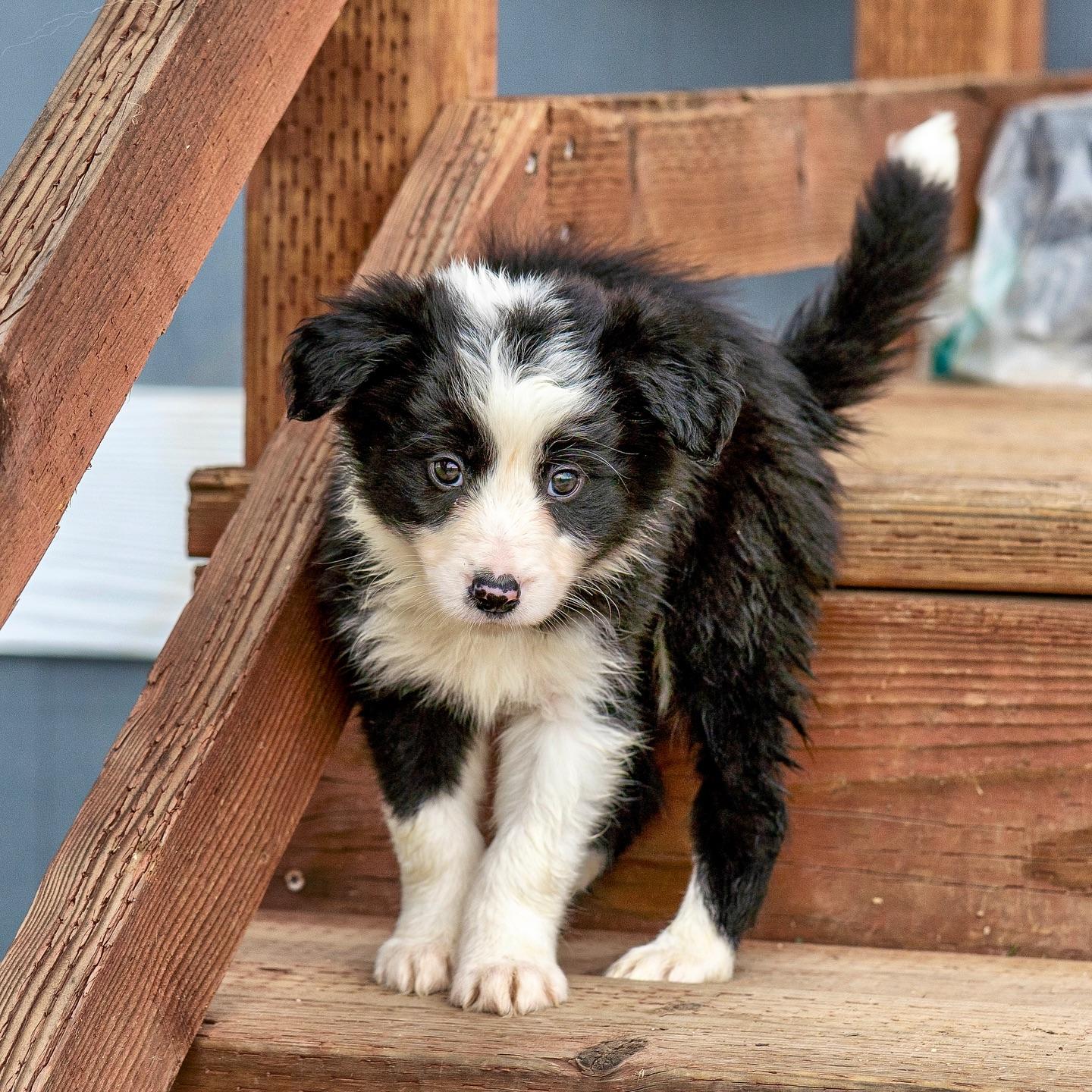 R3 Sport Dogs (Rafter 3 Ranch) in California | Border Collie and Golden ...
