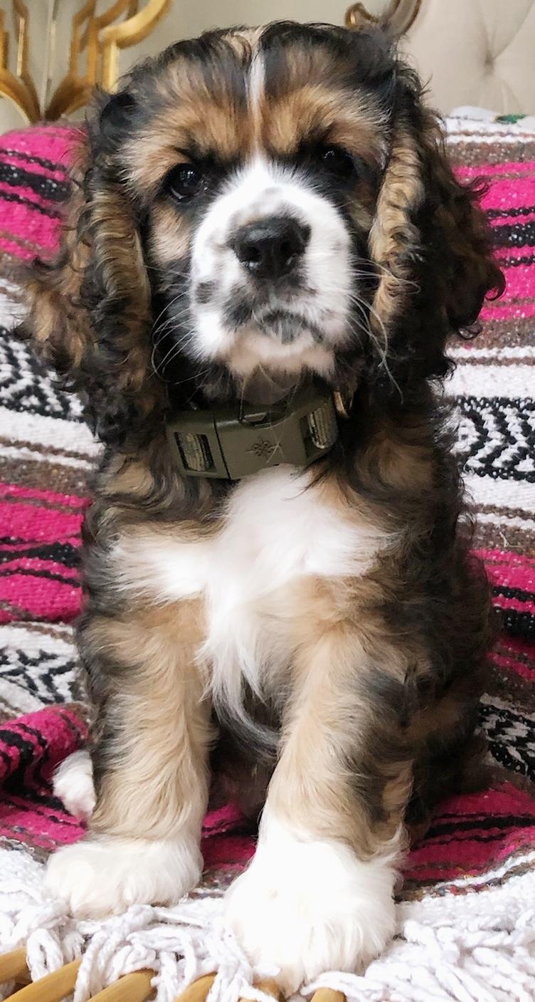 Regal R Cocker Spaniels in Texas | Cocker Spaniel puppies | Good Dog