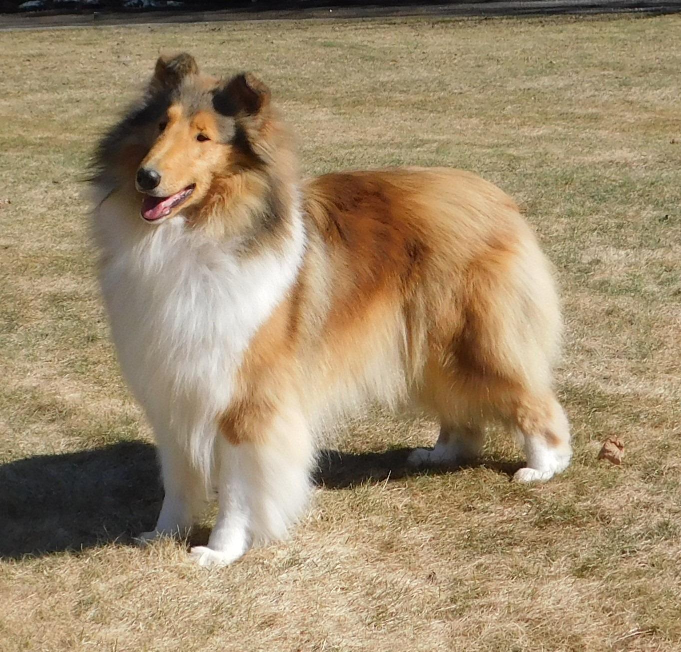 Travler Collies in New York | Collie puppies | Good Dog