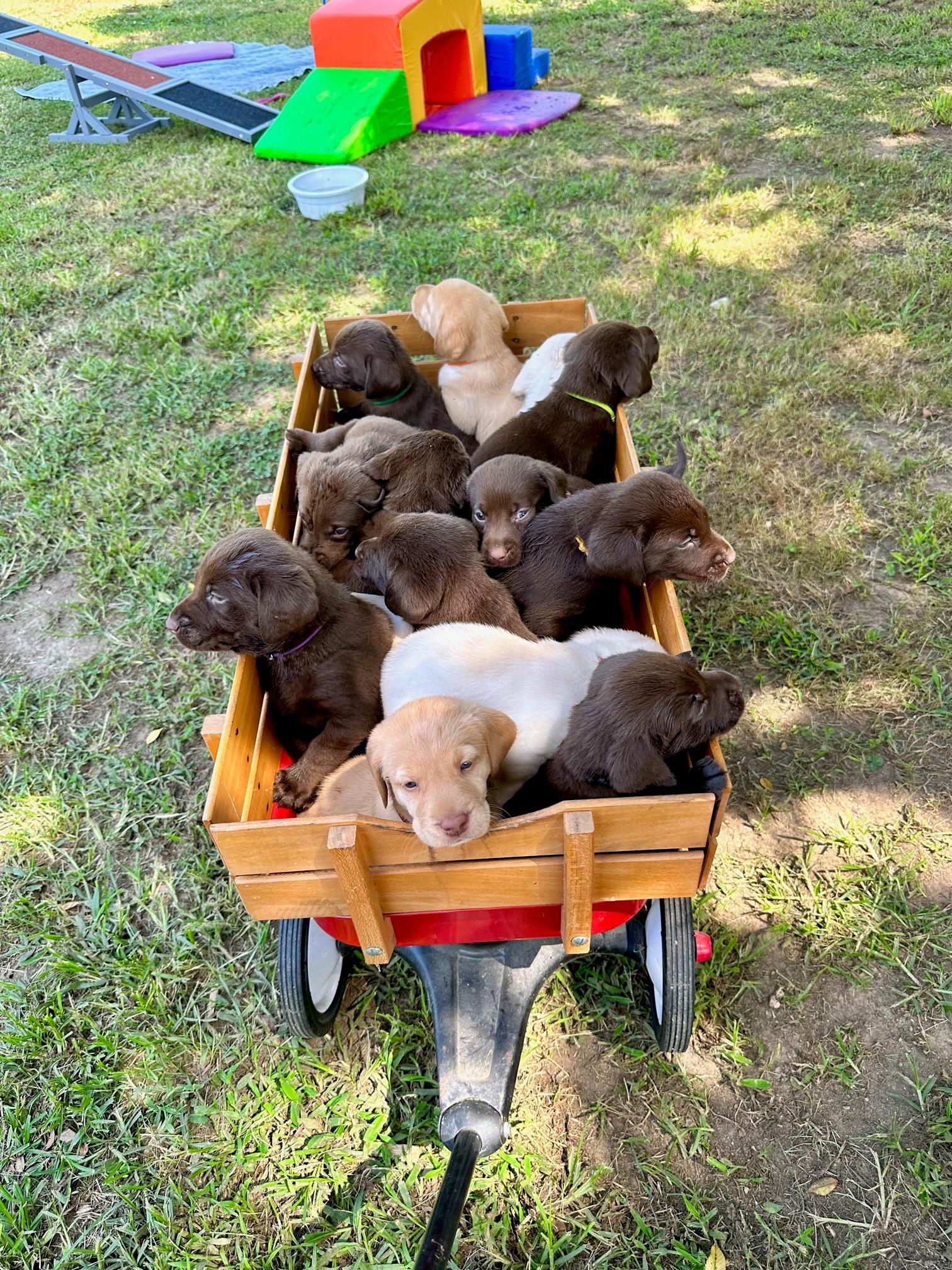 Green Acres Labradors in North Carolina | Labrador Retriever puppies ...