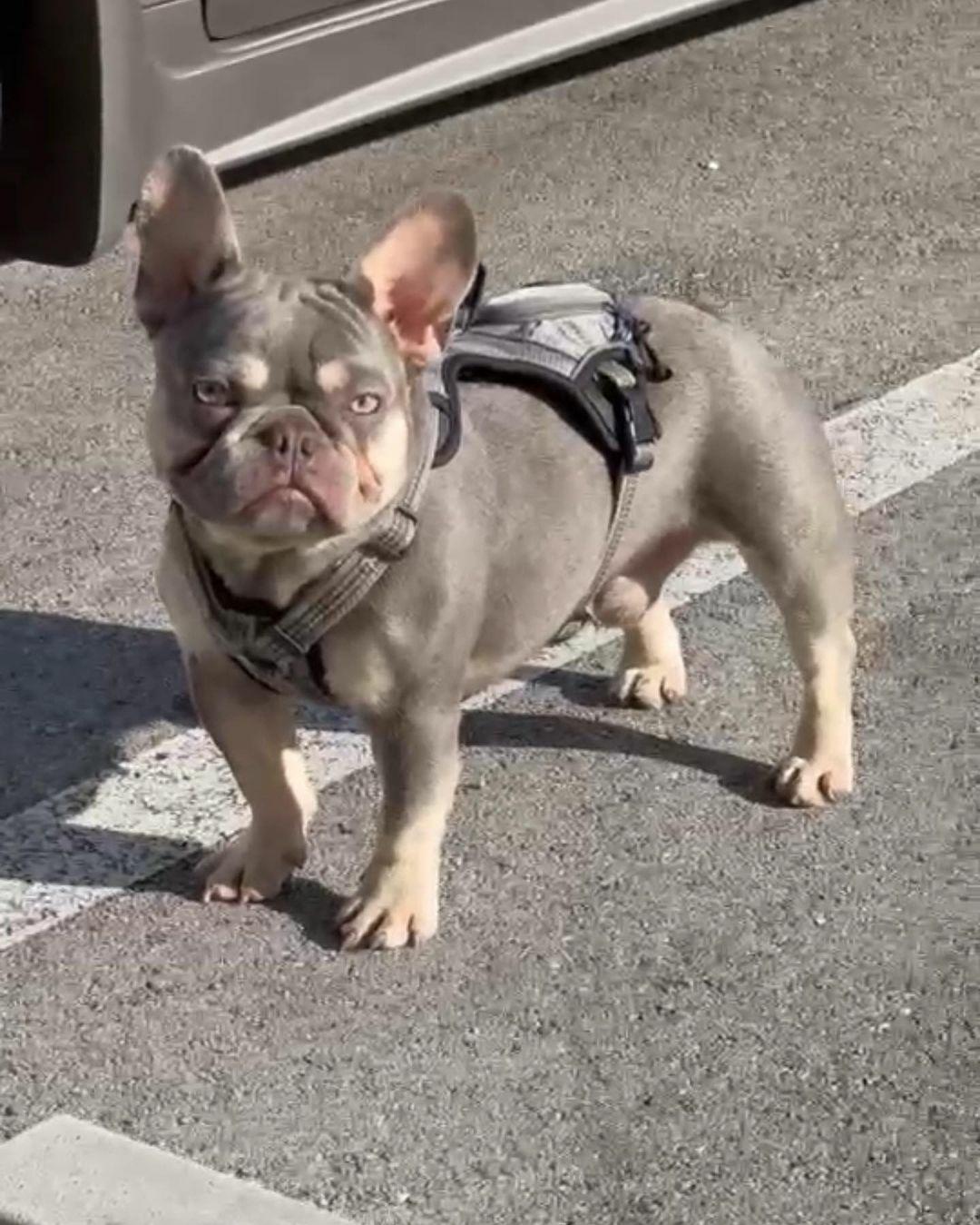Dade Fire Frenchies in Florida | French Bulldog puppies | Good Dog