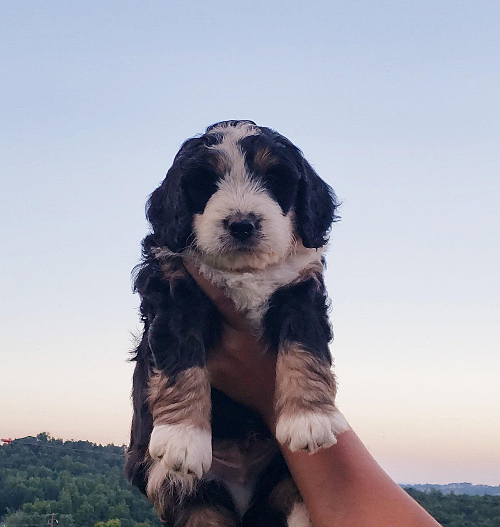 Stony Meadow Puppies in Pennsylvania | Bernedoodle, Bernese Mountain ...