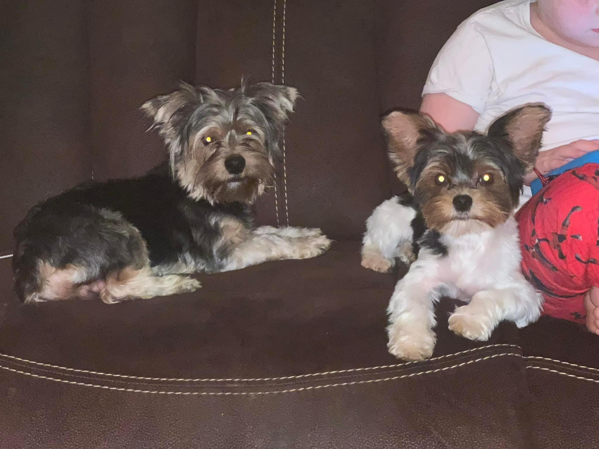 Simply Southern Yorkies in Tennessee | Yorkshire Terrier puppies | Good Dog