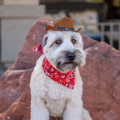 Arizona Desert Gold Wheatens in Arizona | Soft Coated Wheaten Terrier ...