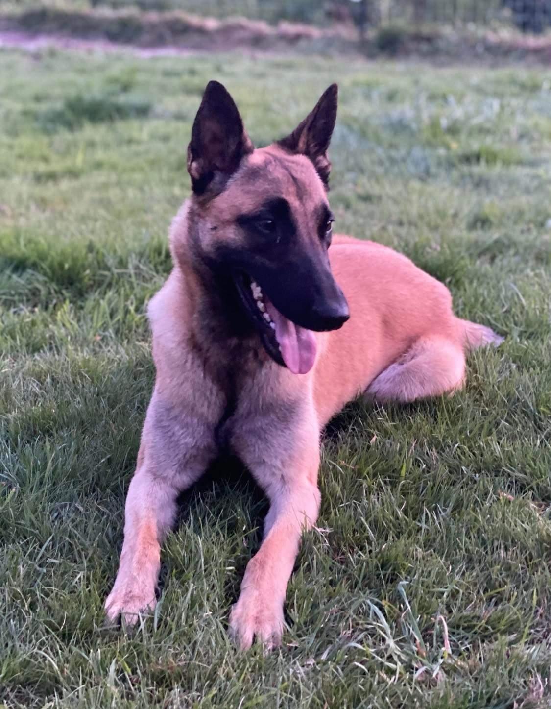 Orson Malinois in Iowa | Belgian Malinois puppies | Good Dog
