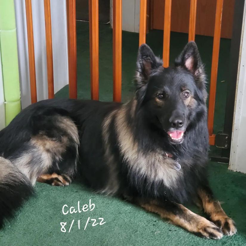 EEK Ranch Puppies in North Carolina | German Shepherd and Russell ...