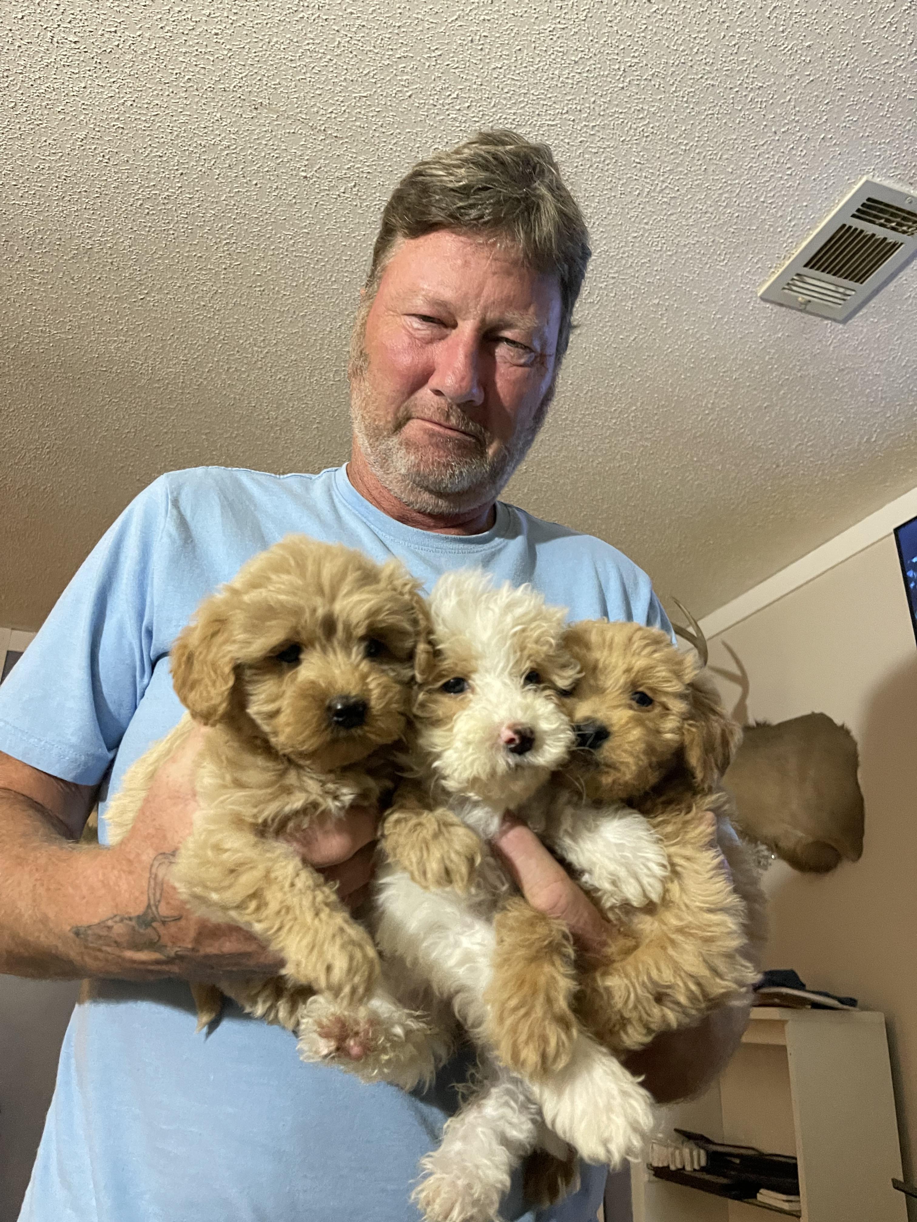 West Michigan Doodles and Poodles in Michigan | Goldendoodle puppies ...