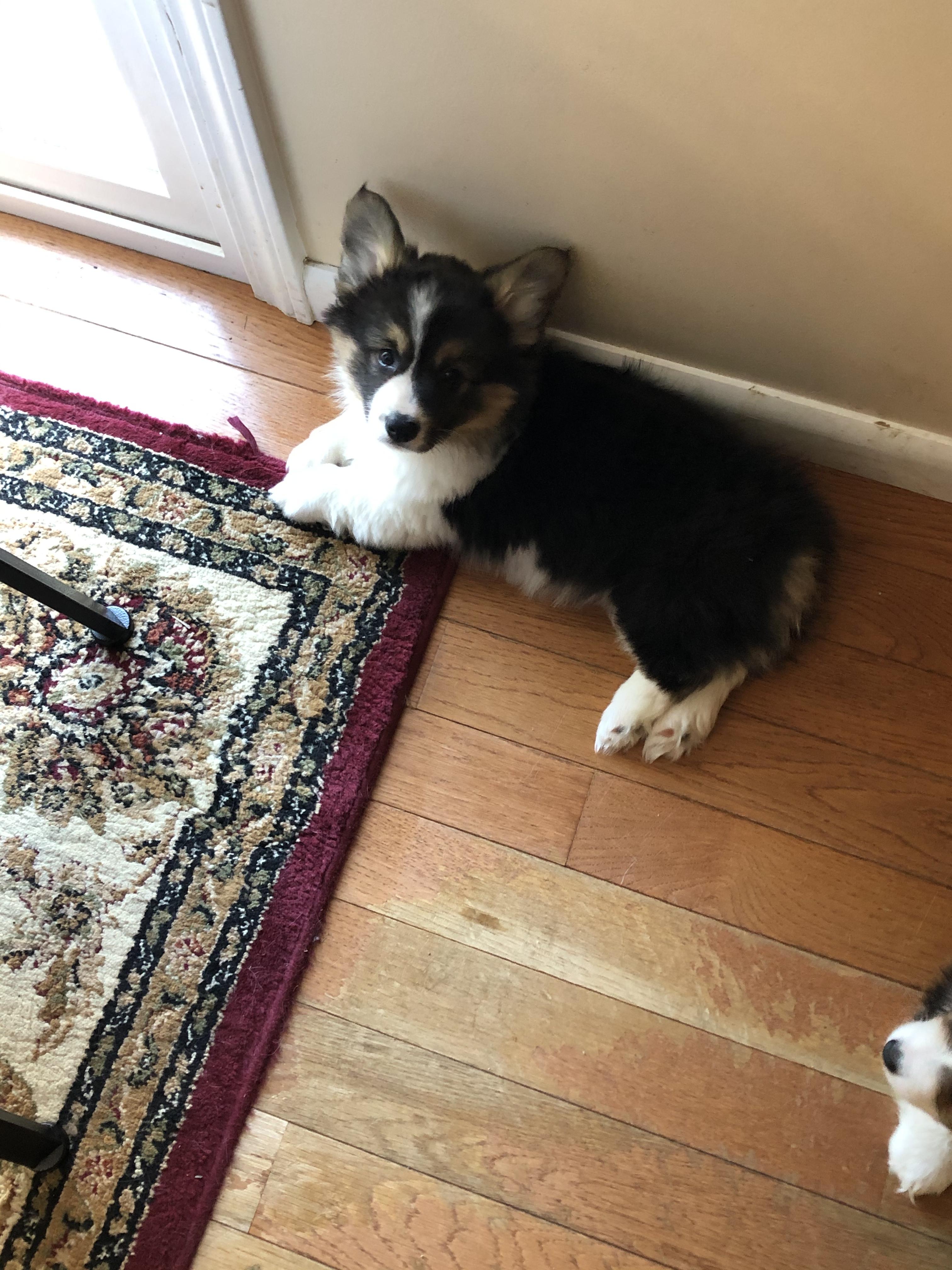 Tina’s Pembroke Welsh Corgis in West Virginia | Pembroke Welsh Corgi ...