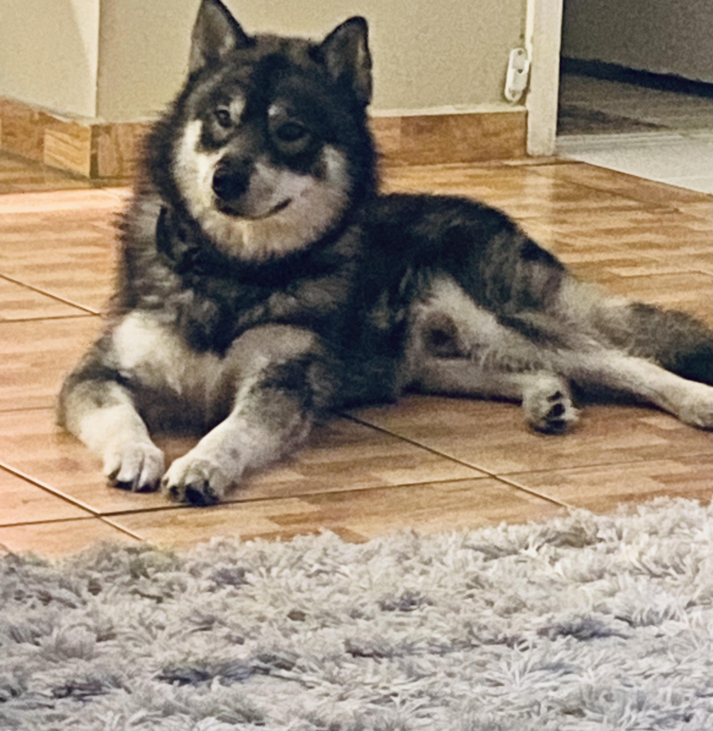 Broward Huskies in Florida | Siberian Husky puppies | Good Dog