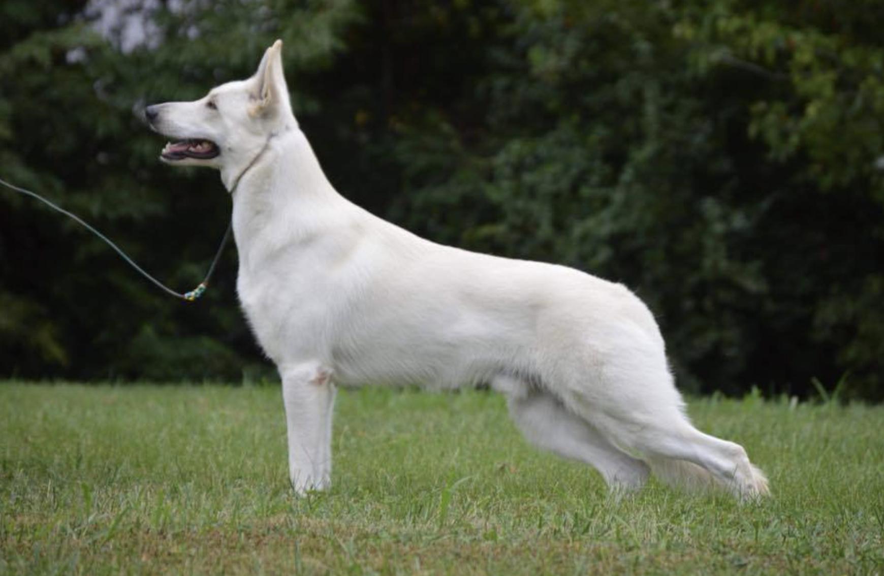Paws Inn Kennel in Kentucky | German Shepherd puppies | Good Dog